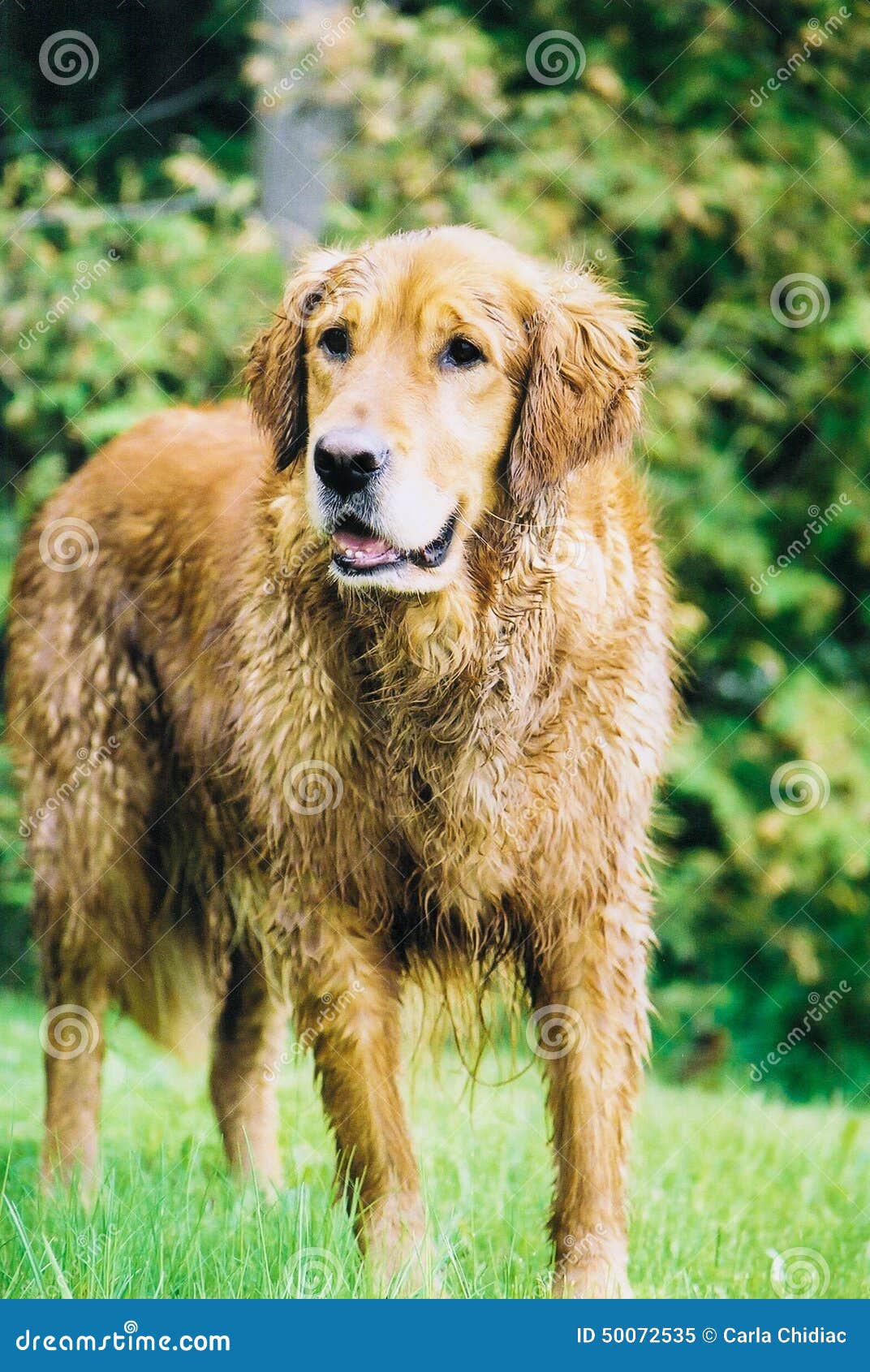 Golden retriever stock image. Image of outdoors, golden - 50072535
