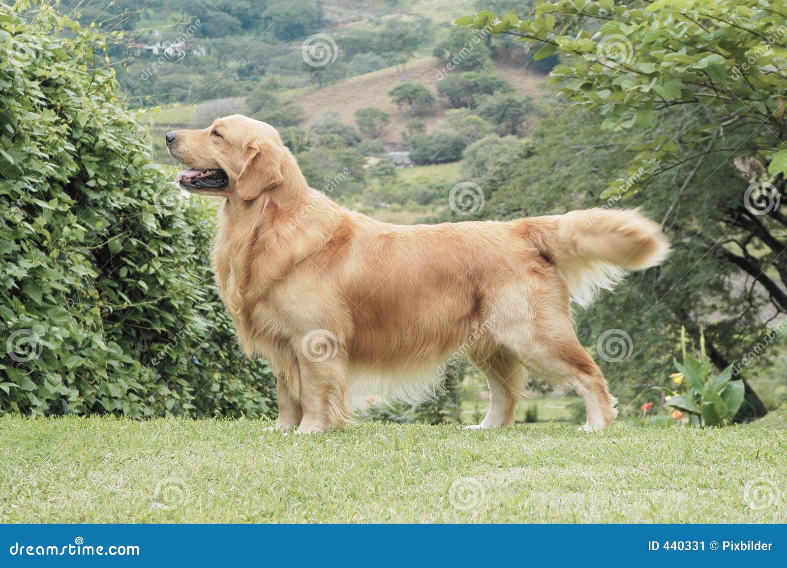 Golden retriever posing stock image. Image of yellow, gold - 440331