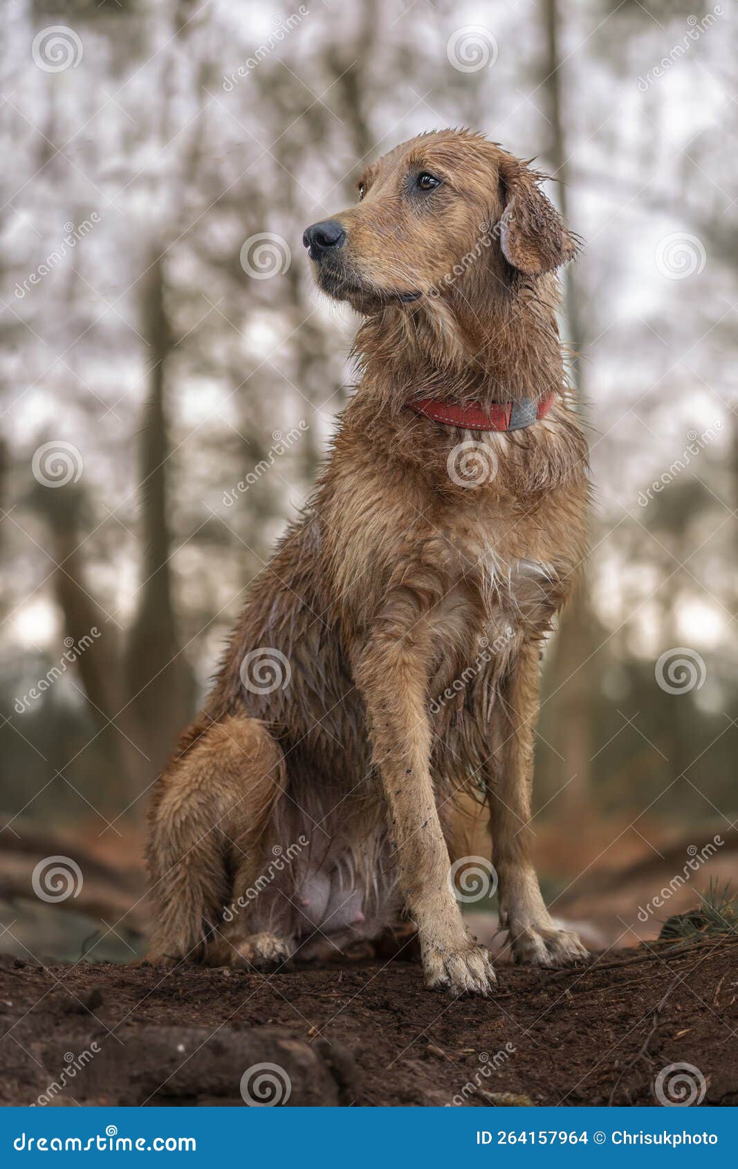 Irish Wolfhound Golden Retriever Mix