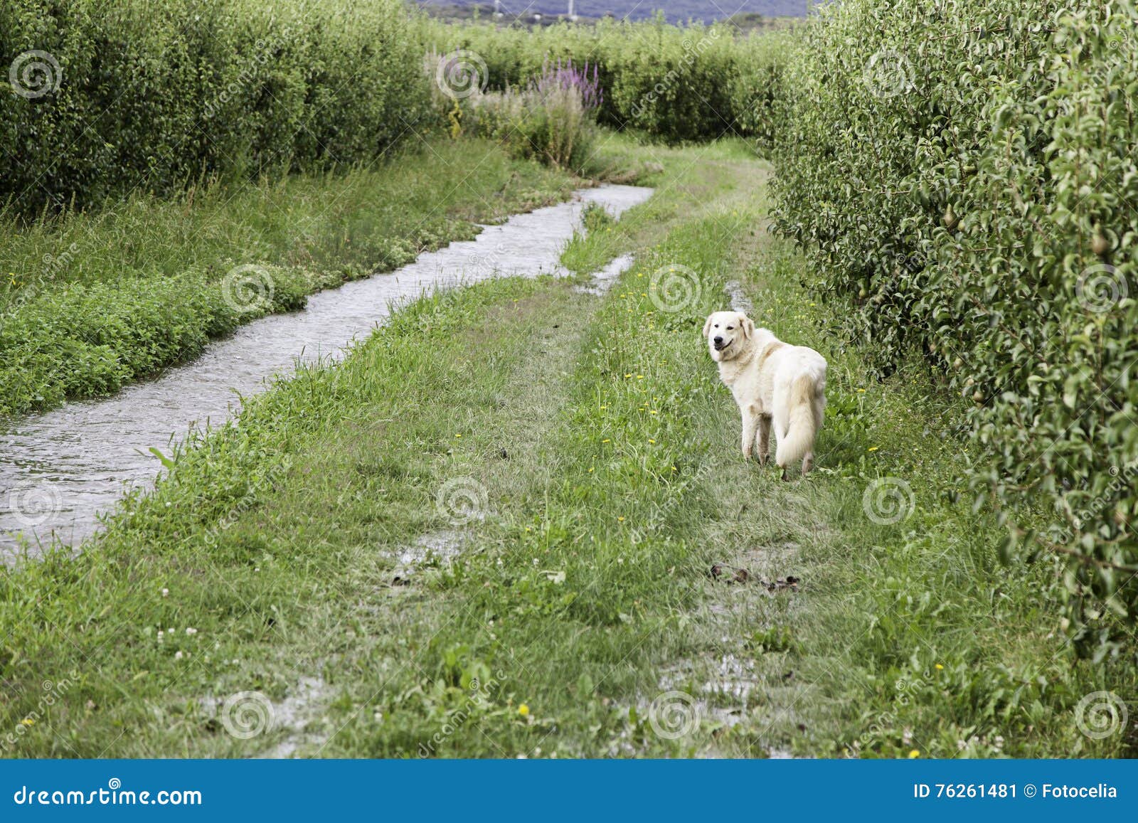 Golden retriever puddle stock image. Image of adult, nature - 76261481