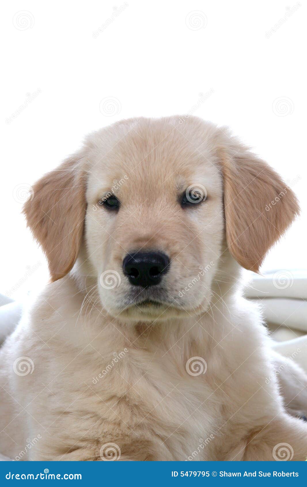 Golden Retriever Puppy Head Stock Image - Image of retriever, small ...