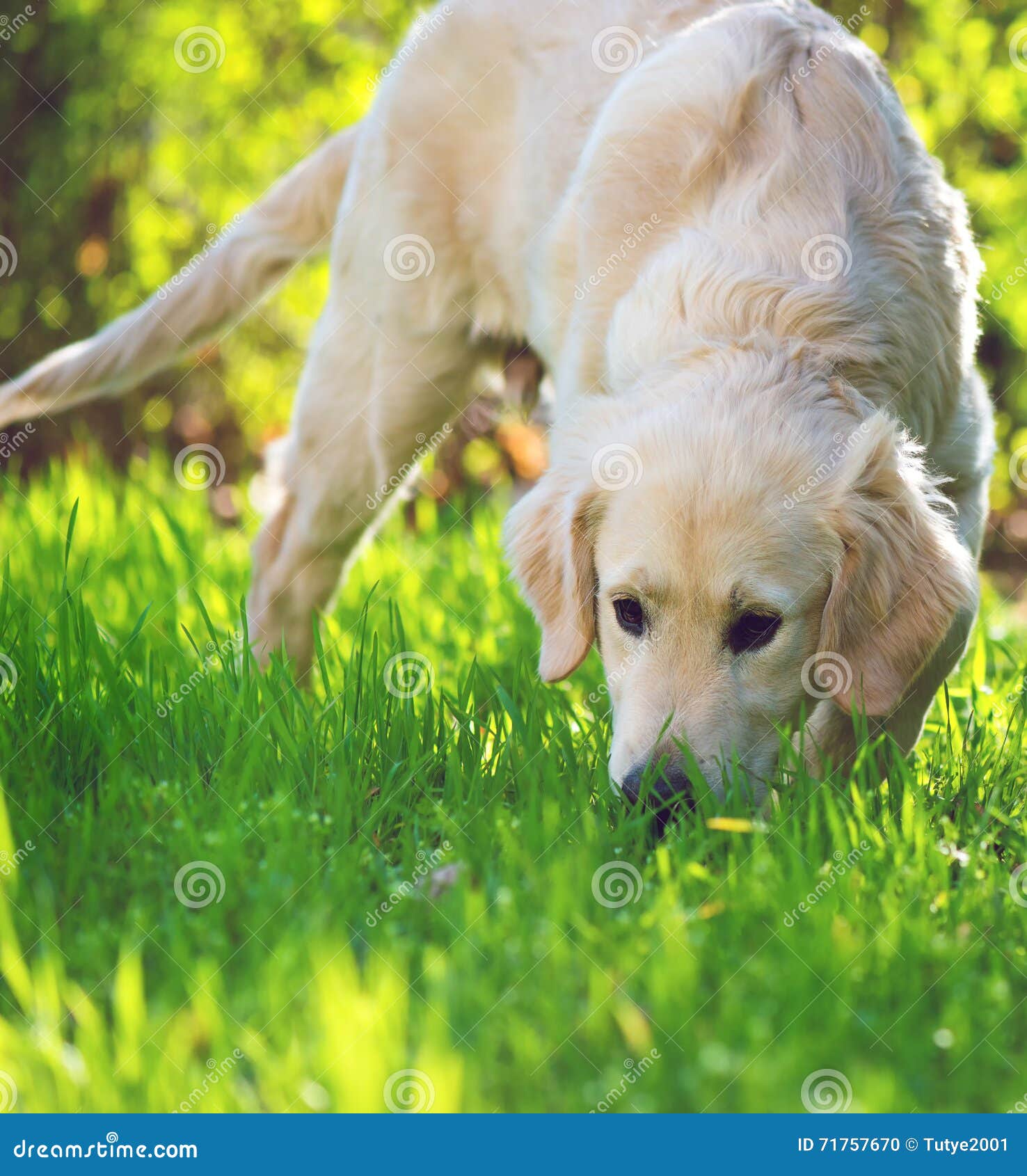 Golden Retriever Puppy in the Meadow in Spring Stock Photo - Image of ...
