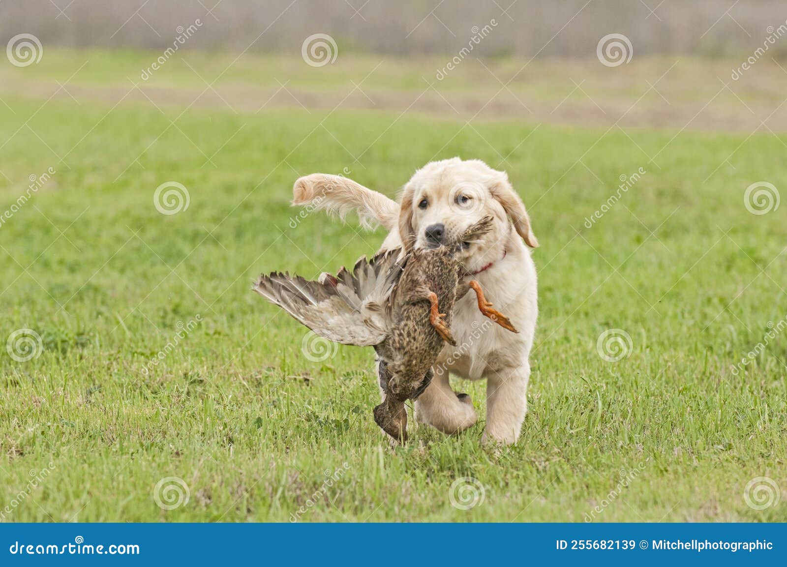 Golden Retriever Puppy Retrieving Stock Image - Image of training ...