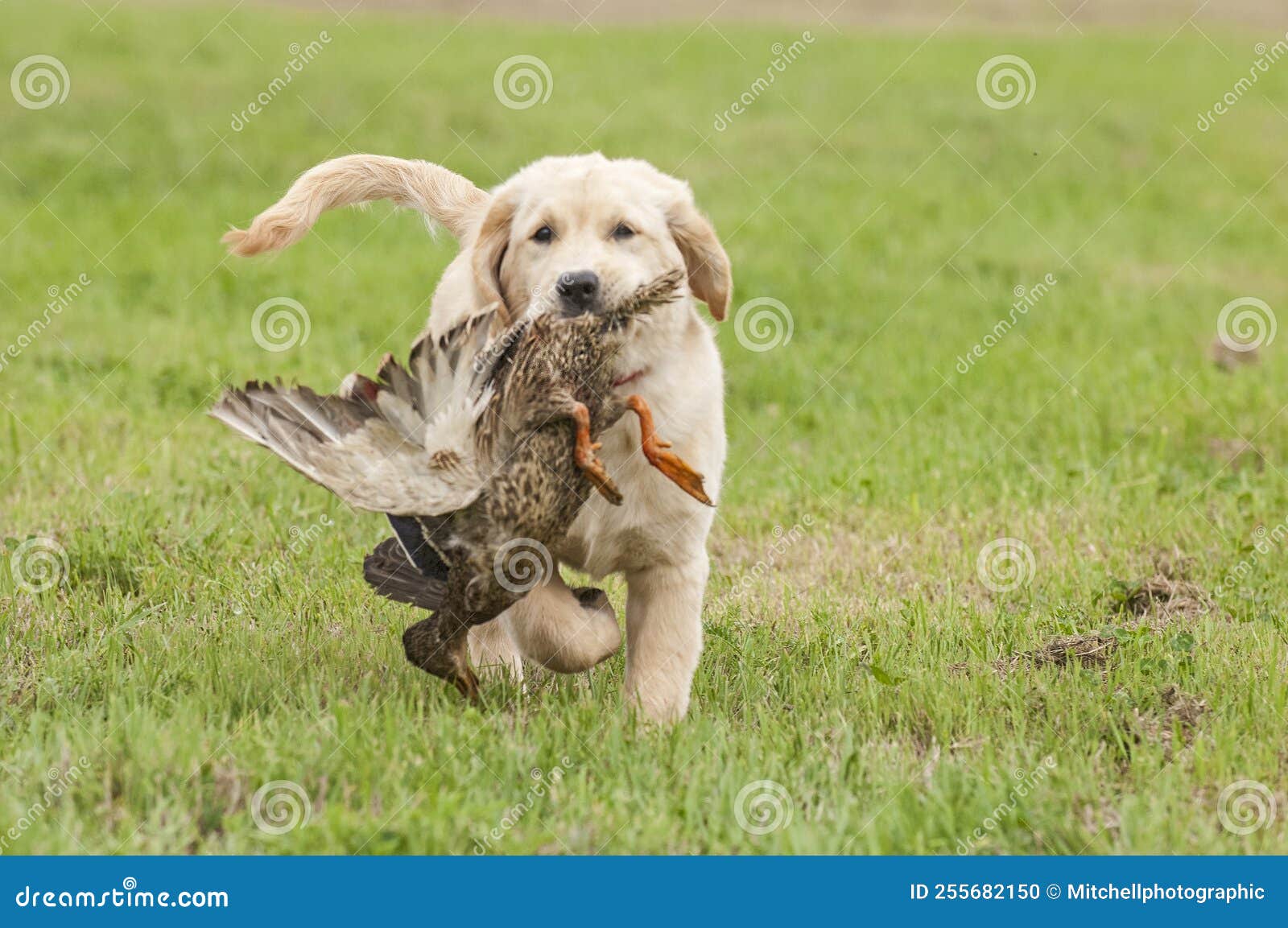 Golden Retriever Puppy Practicing Retrieving Stock Photo - Image of ...