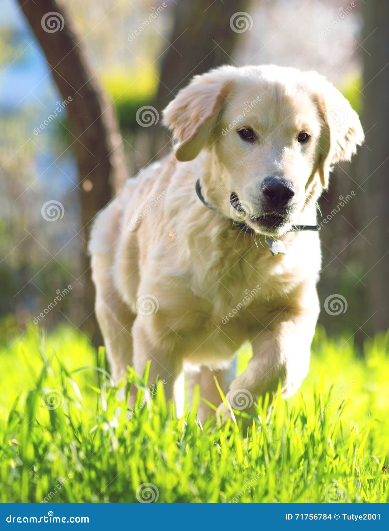 Golden Retriever Puppy Runs Over the Meadow in Spring Stock Photo ...