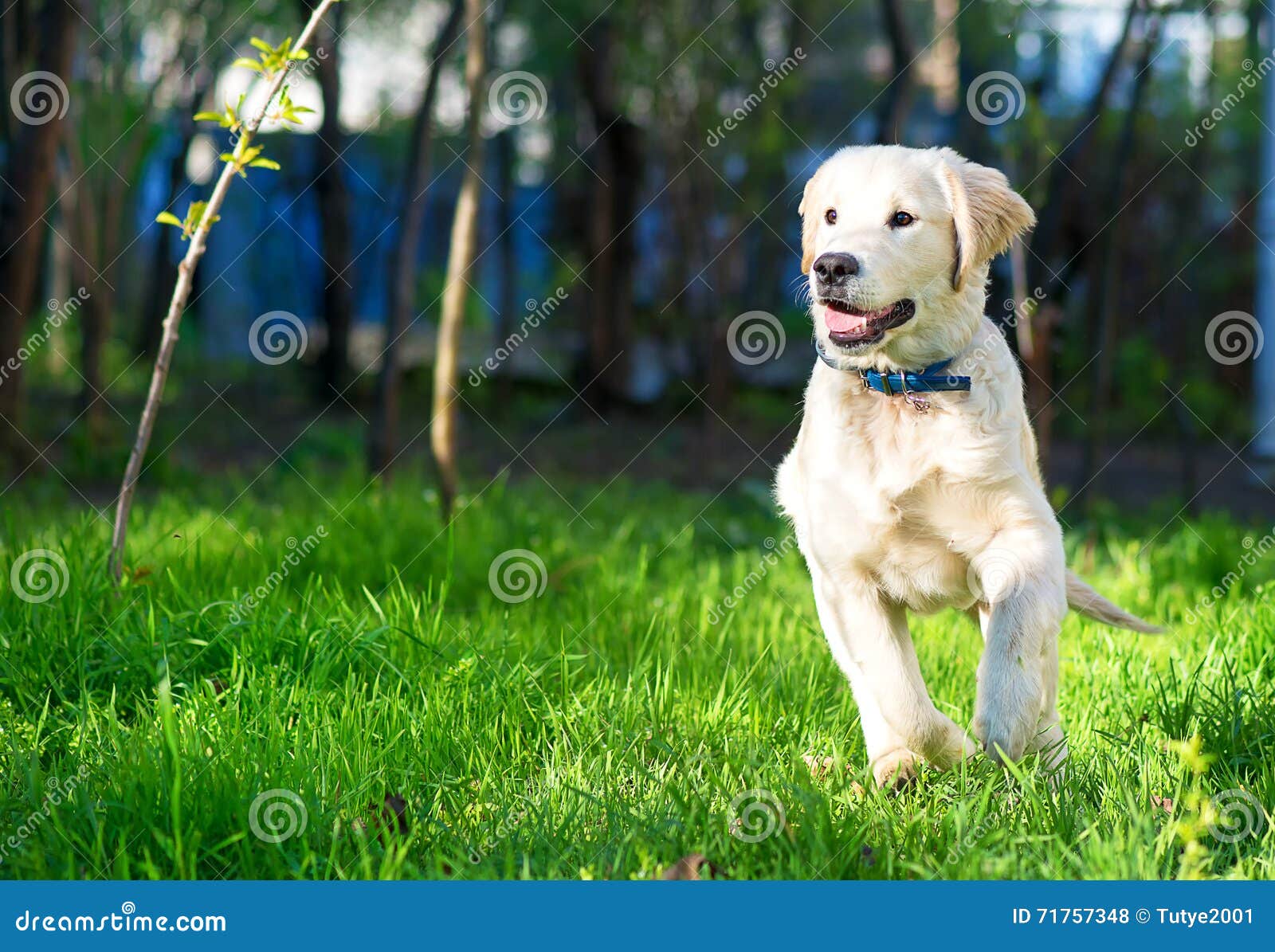 Golden Retriever Puppy Runs Over the Meadow in Spring Stock Photo ...