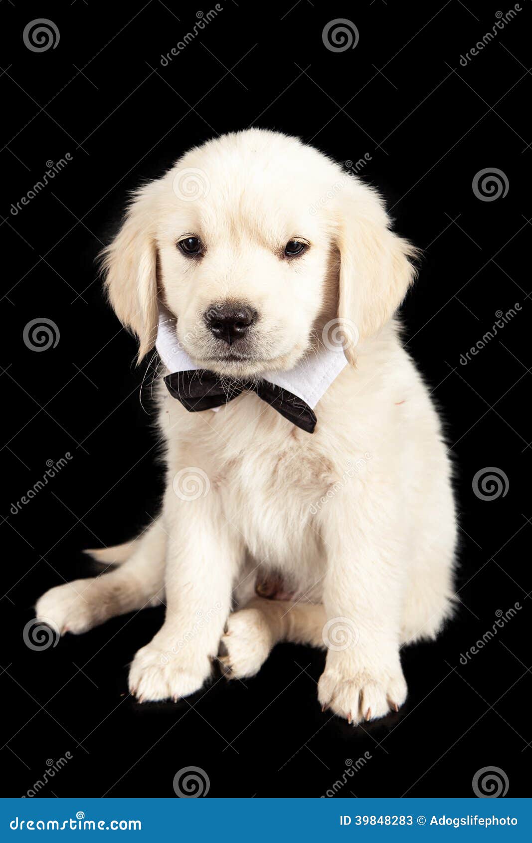 Golden Retriever Que Lleva La Corbata De Lazo Imagen de archivo ...