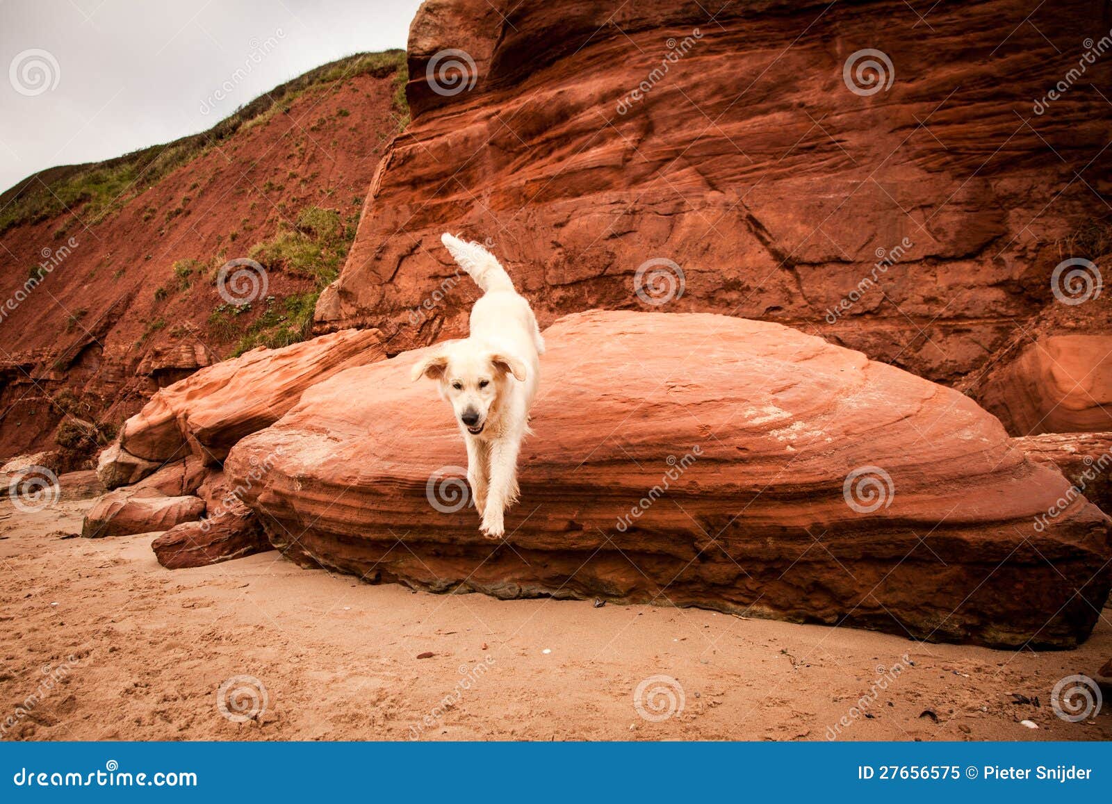 Golden Retriever at Red Rocks Stock Image - Image of ground, hunting ...