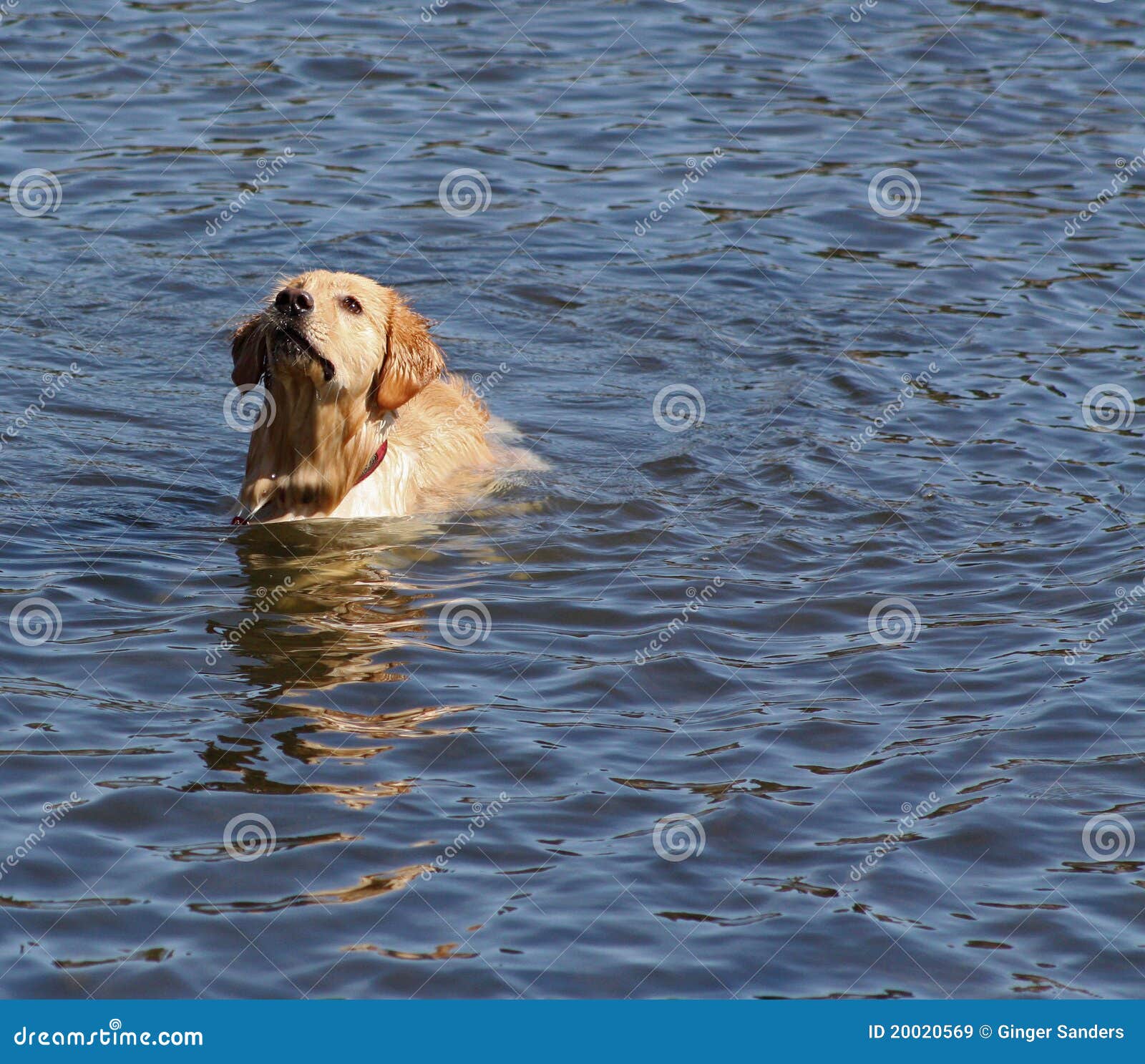 Golden Retriever in the River Stock Image - Image of water, river: 20020569