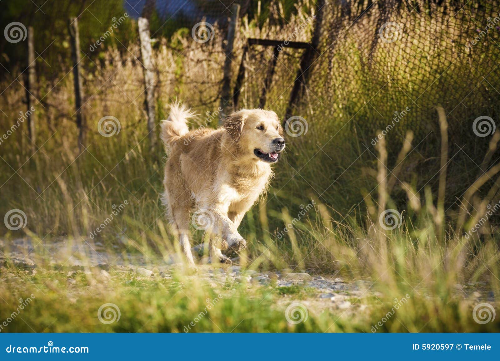 Golden retriever running stock image. Image of long, animal - 5920597