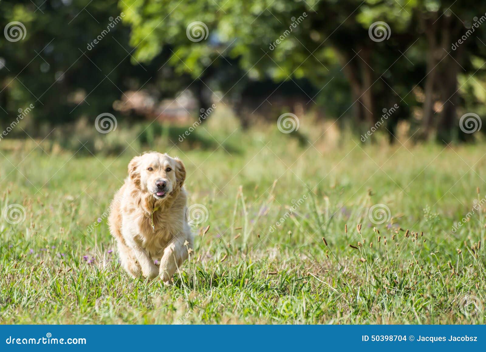 Golden Retriever Running stock photo. Image of freedom - 50398704