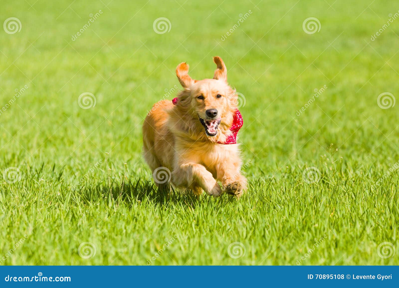 Lab Running Lawn Stock Photos - Free & Royalty-Free Stock Photos from ...