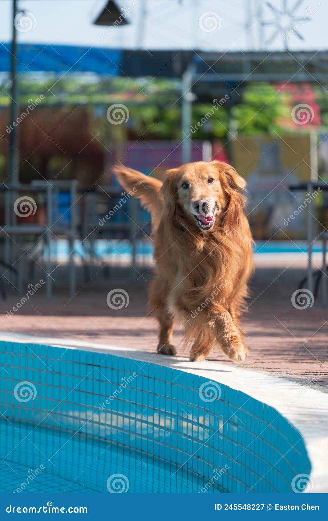 Golden Retriever Running by the Pool Stock Image - Image of pool, play ...