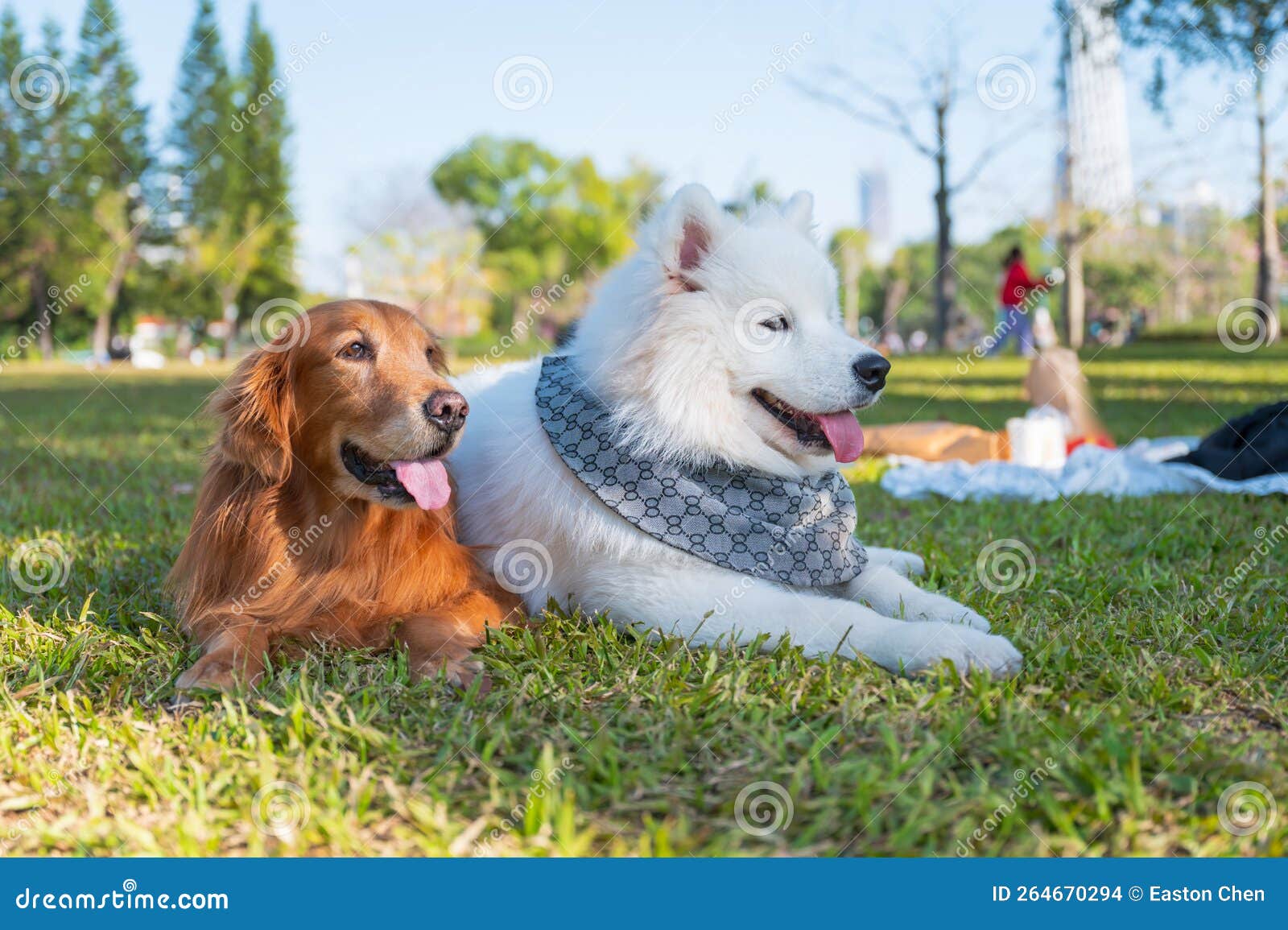 Golden Retriever and Samoyed Lying on the Grass Together Stock Photo ...