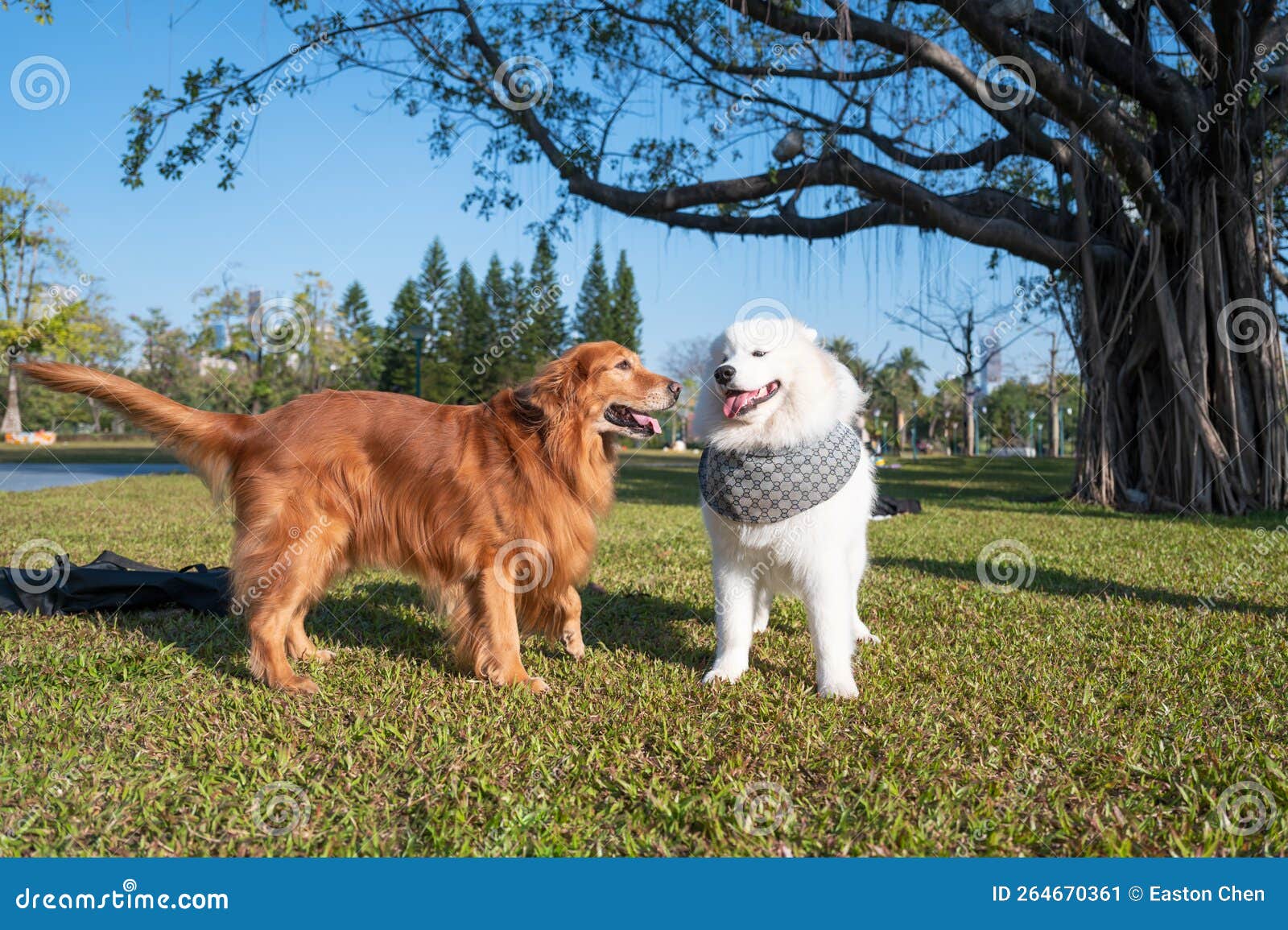 Golden Retriever and Samoyed Playing on Grass Stock Image - Image of ...