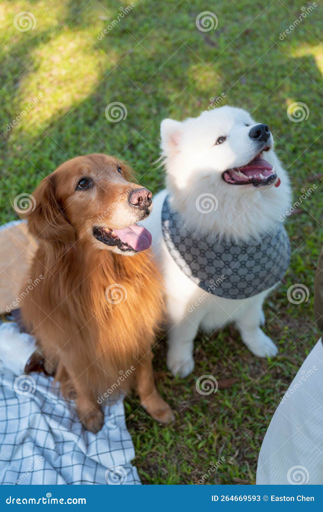Golden Retriever and Samoyed Sitting on the Grass Stock Image - Image ...