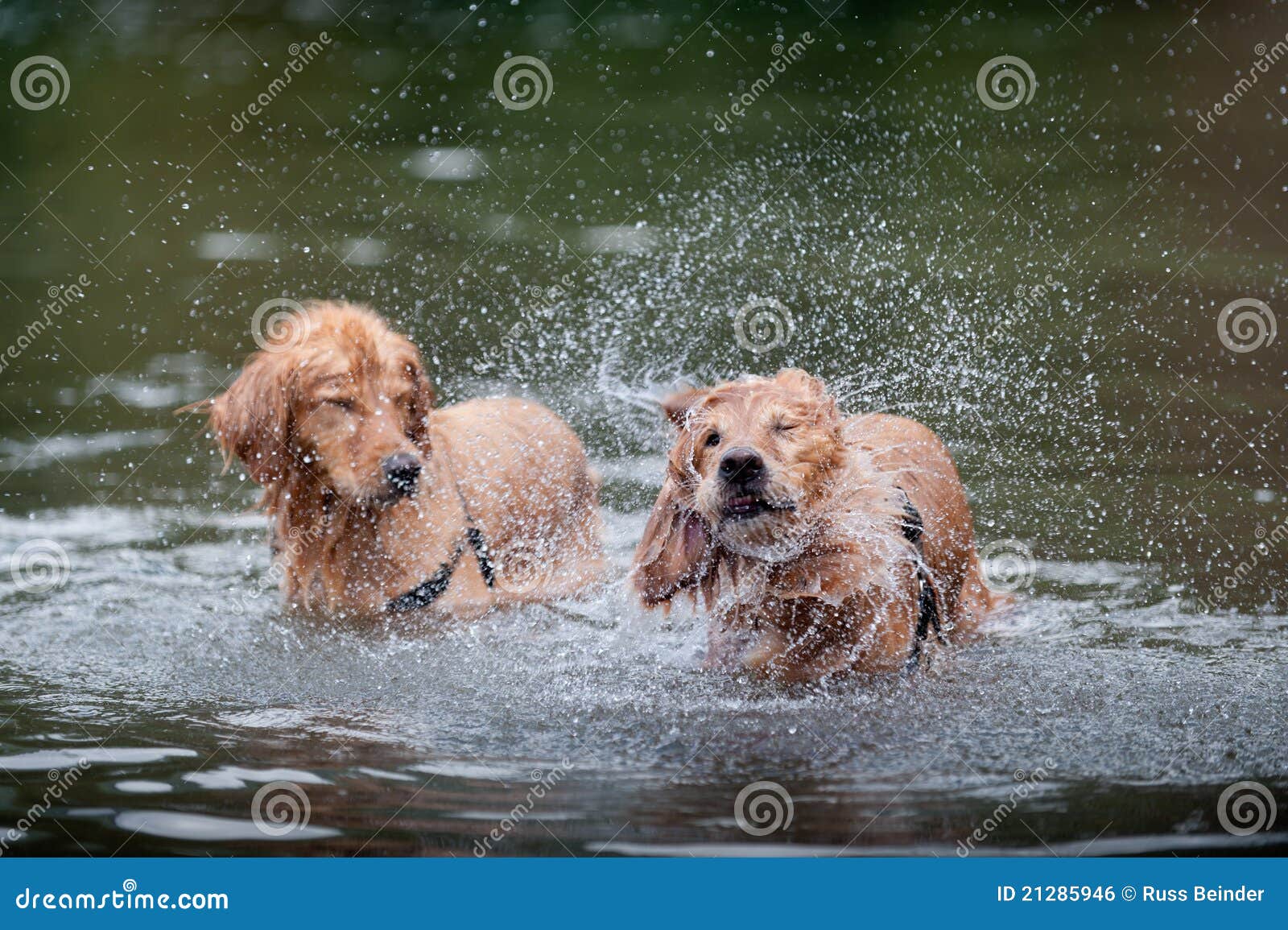 Golden Retriever Shakes in Water Stock Photo - Image of domestic ...