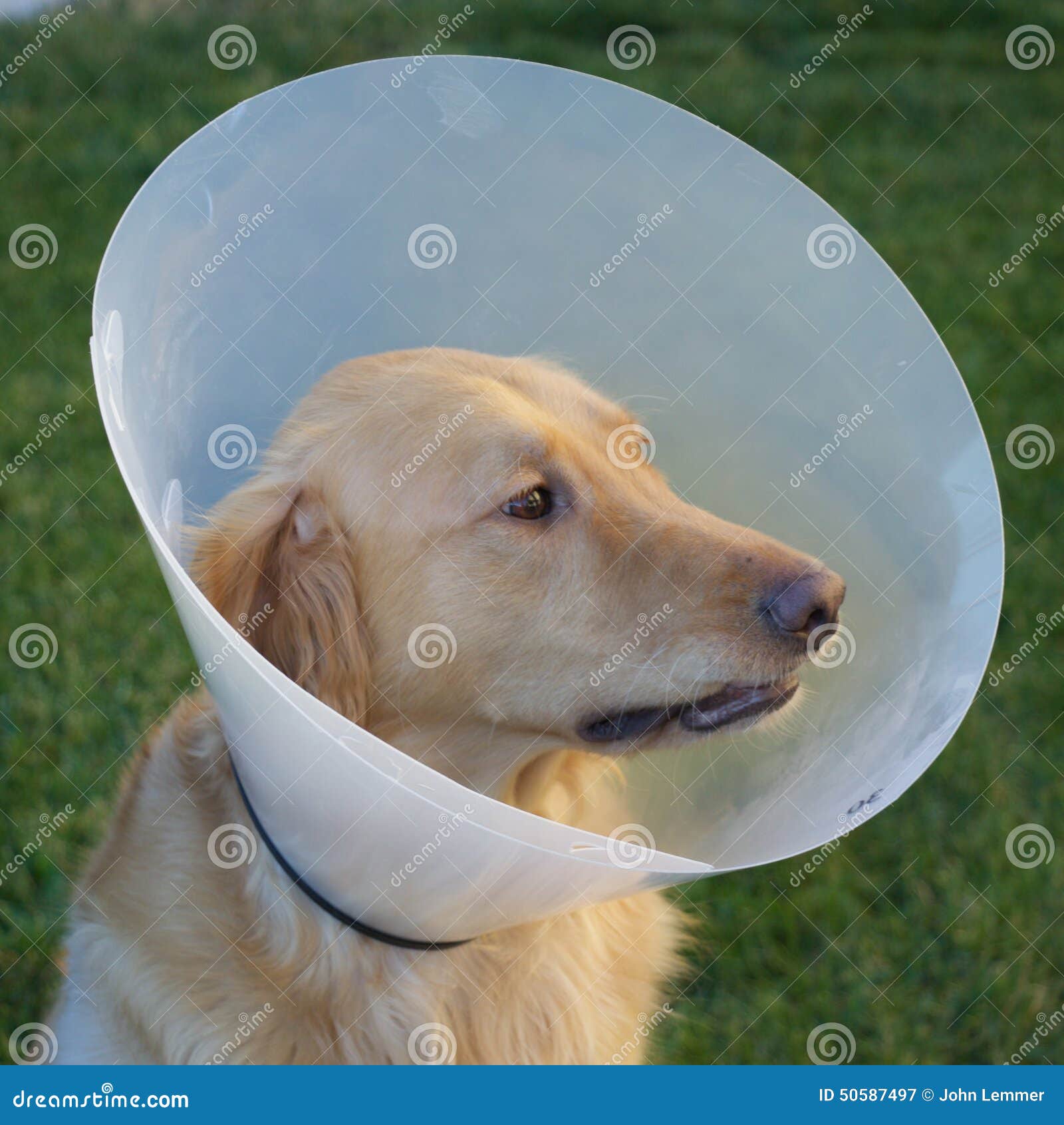 Conehead Dog