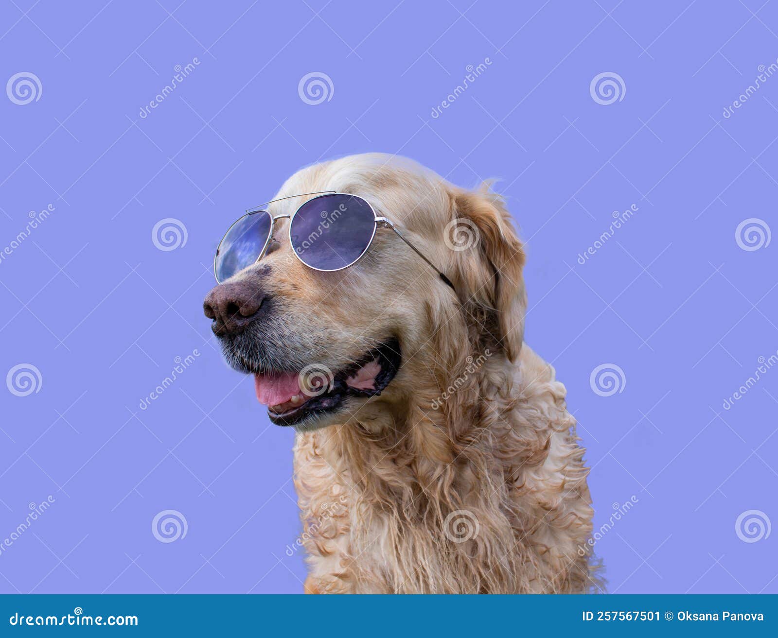 Golden Retriever Sits in the Park on the Grass in Summer. Kind Dog ... Golden Retriever Sits in the Park on the Grass in Summer. Kind Dog ...