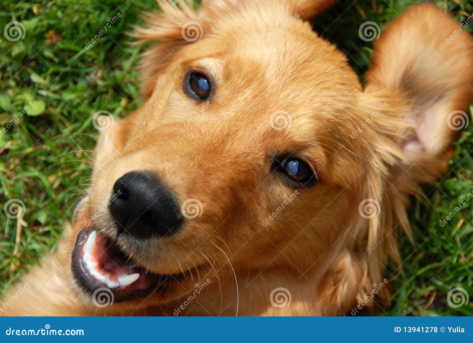 Golden Retriever Smiling