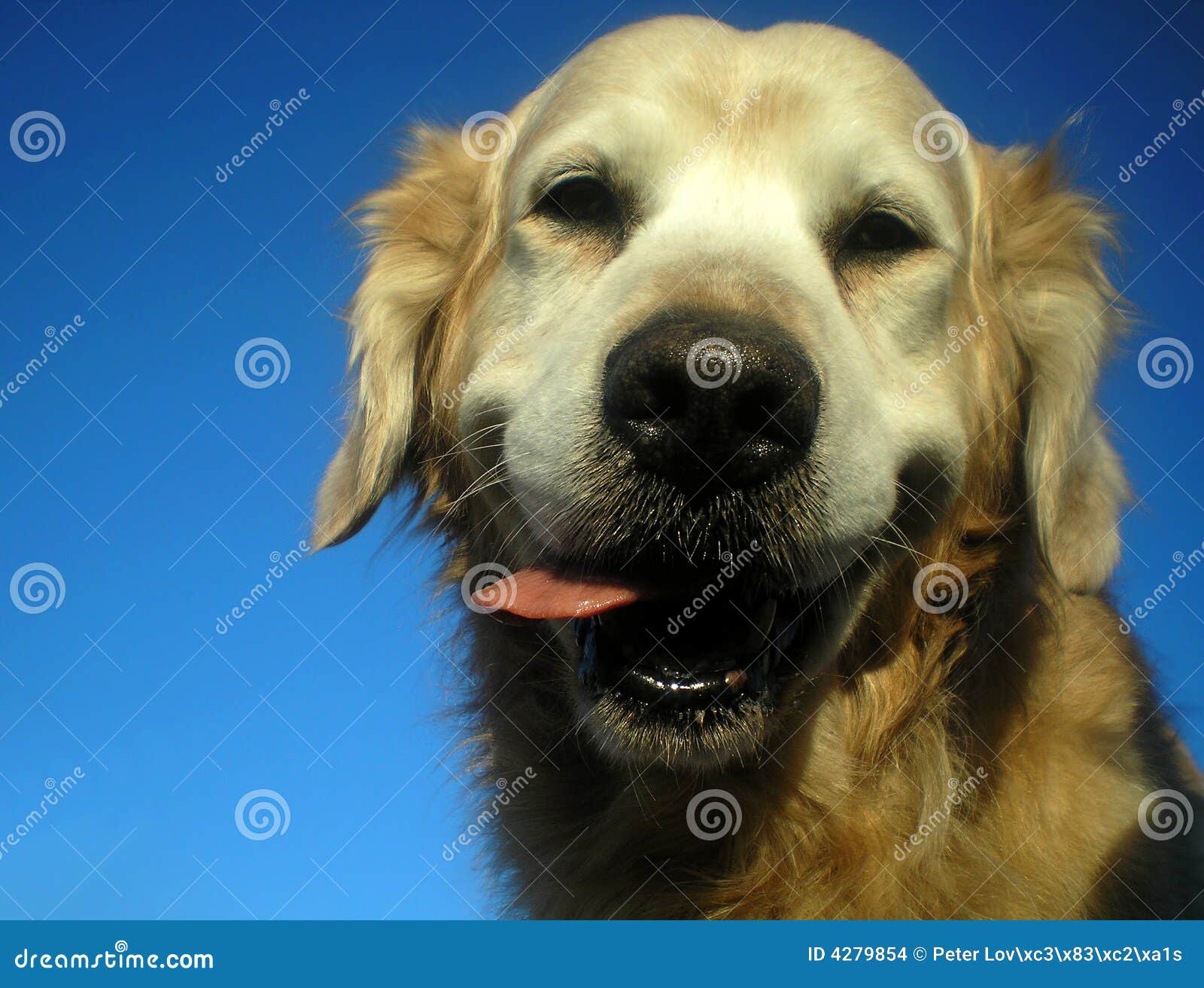 Golden Retriever - Smiling Portrait Stock Photo - Image of golden ...