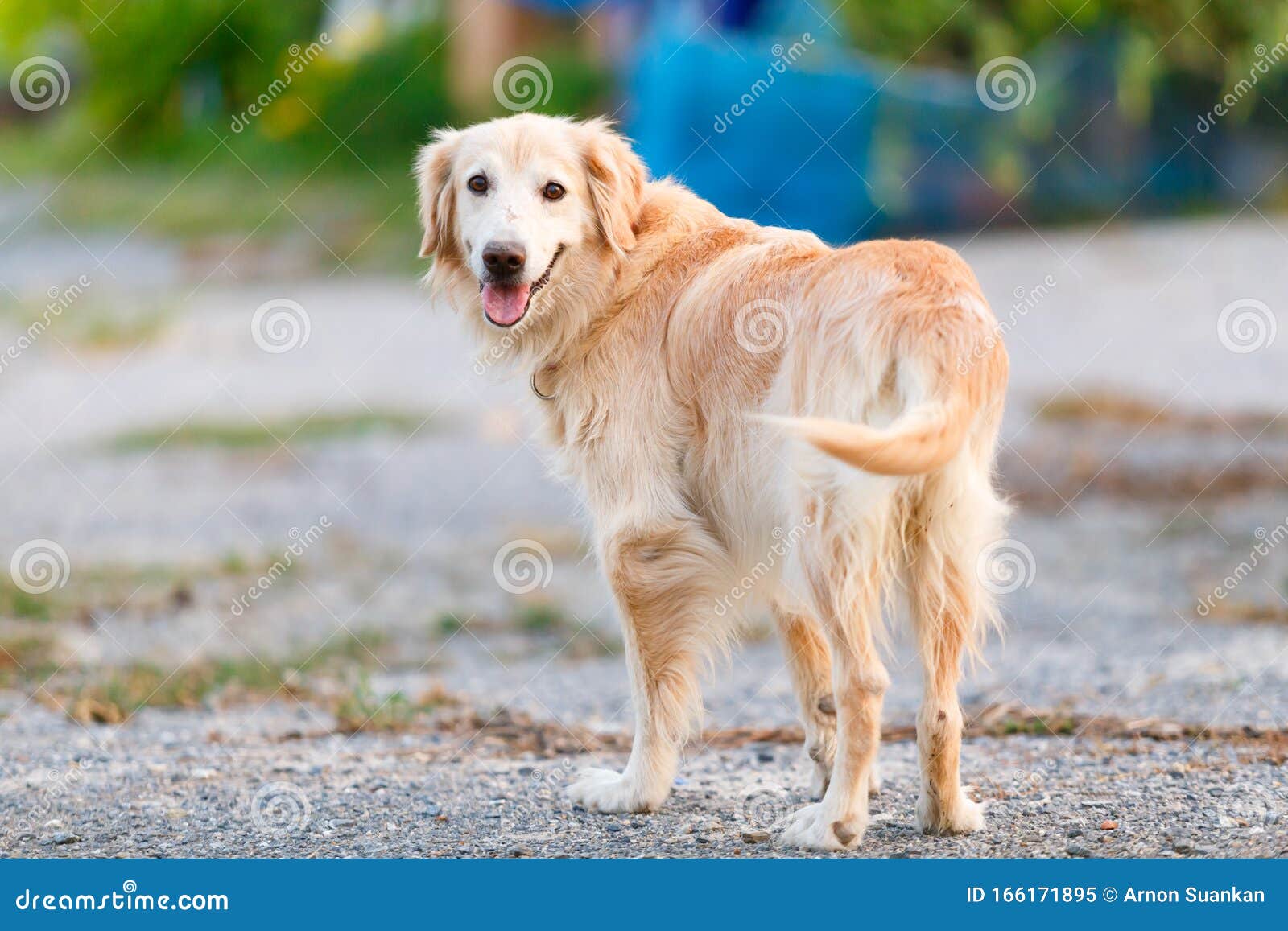 Golden Retriever Standing and Looking at it Stock Image - Image of ...
