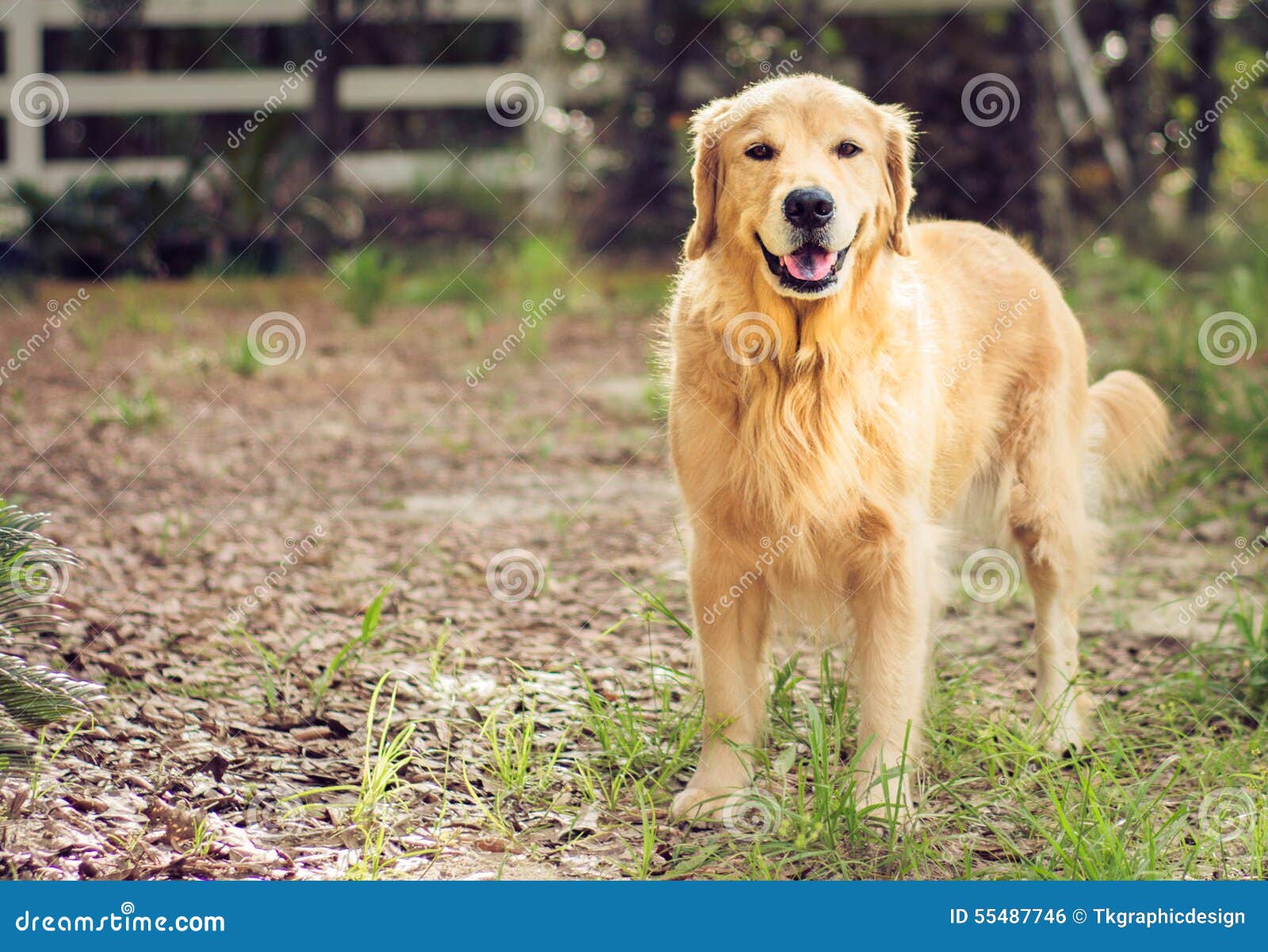 Golden Retriever stock photo. Image of communication - 55487746
