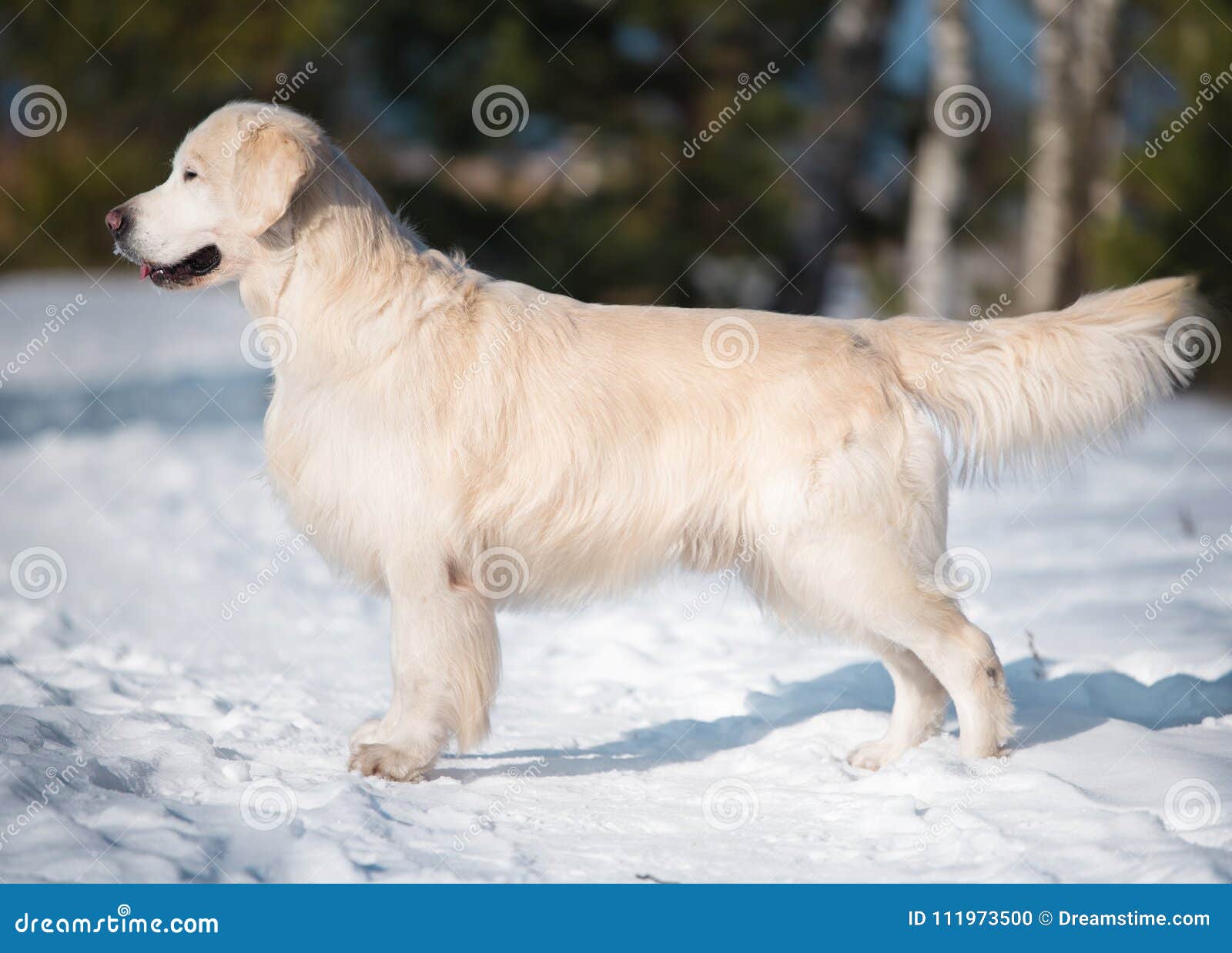 Golden Retriever Standing, in a Stack Stock Photo - Image of stack ...