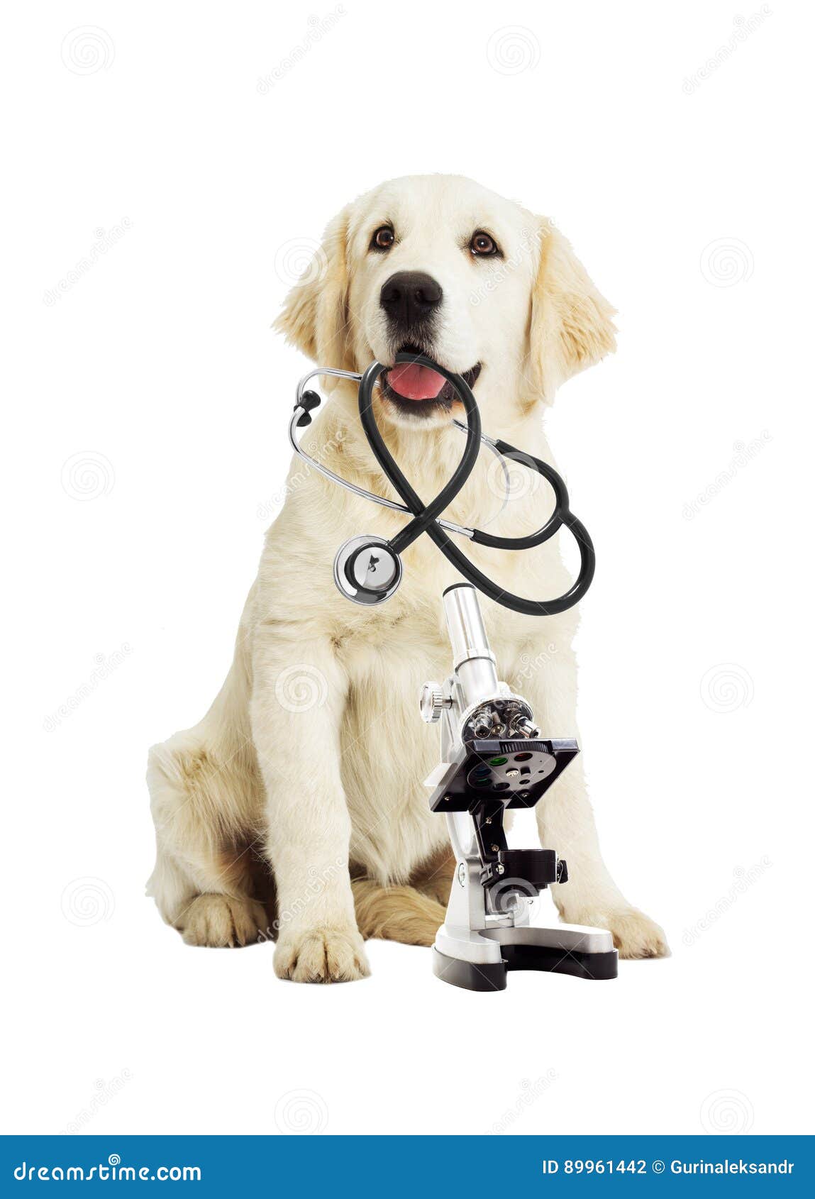 Dog Veterinarian and a Microscope Stock Photo - Image of puppy ...