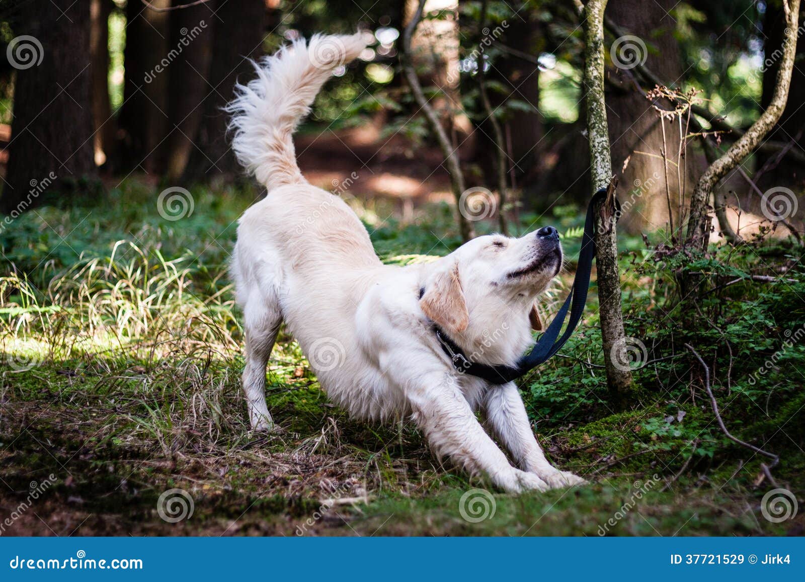 Golden Retriever Stretching Stock Image - Image of mammal, forest: 37721529