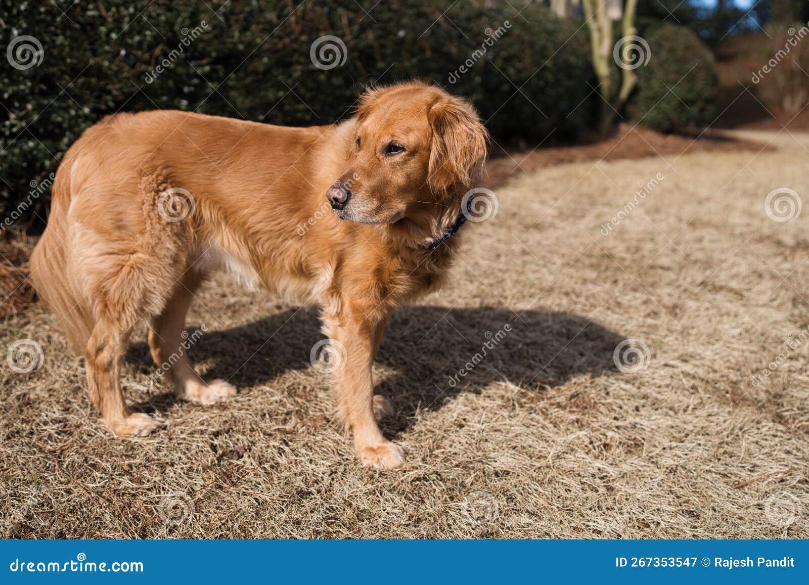 Golden Retriever in the Sun Stock Image - Image of nature, cheerful ...