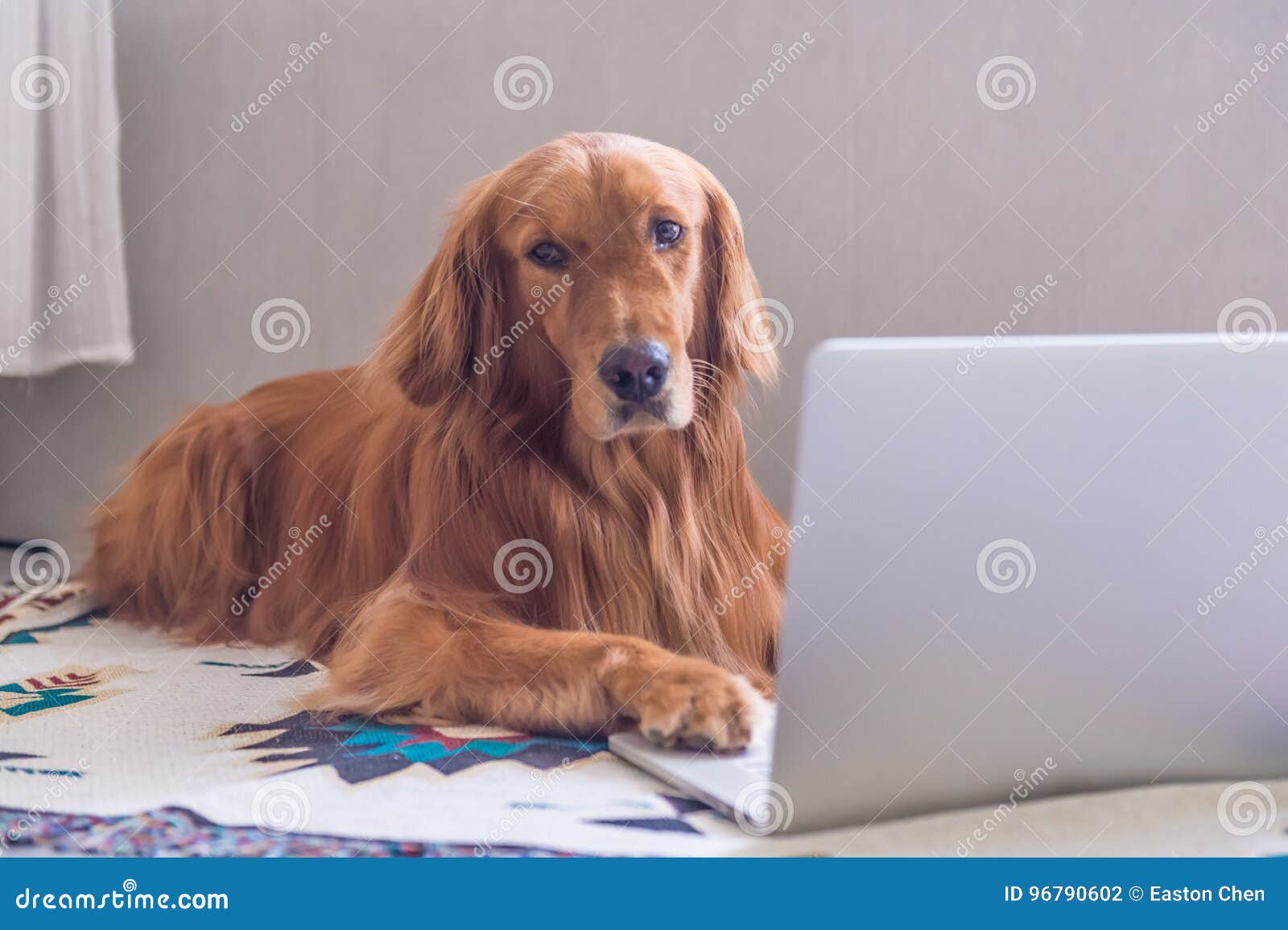 196 Animal Computers Stock Photos - Free & Royalty-Free Stock Photos ...