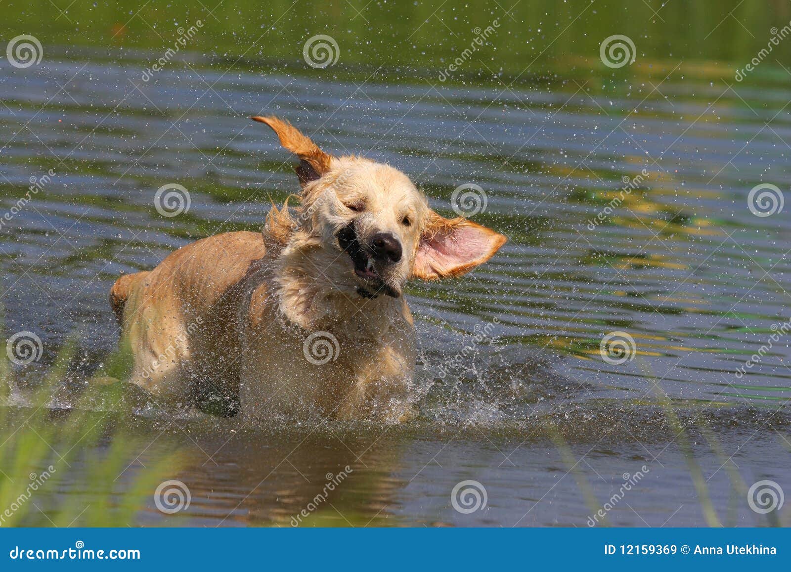 Golden retriever in water stock image. Image of animal - 12159369