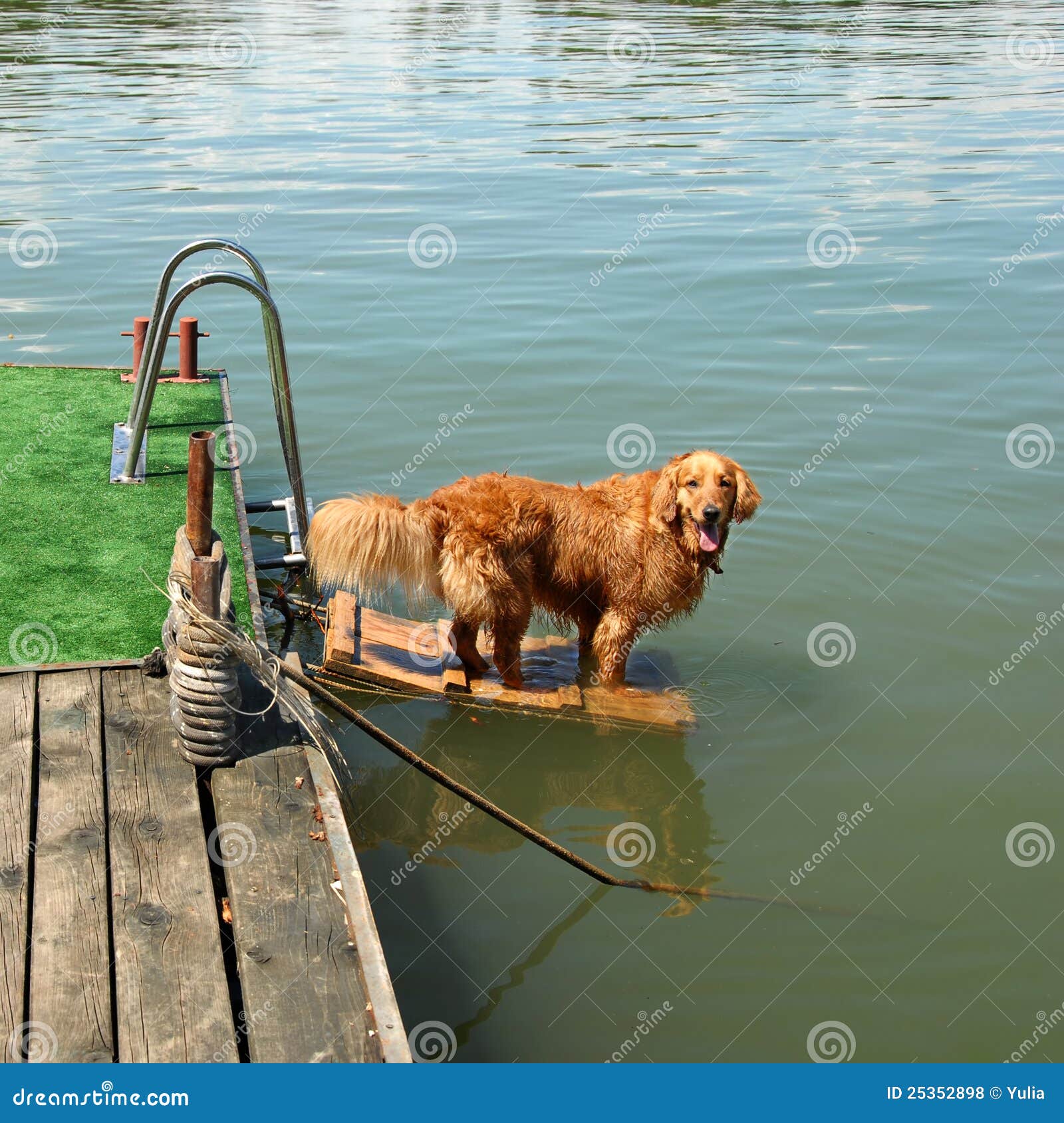 Golden retriever by water stock photo. Image of breed - 25352898