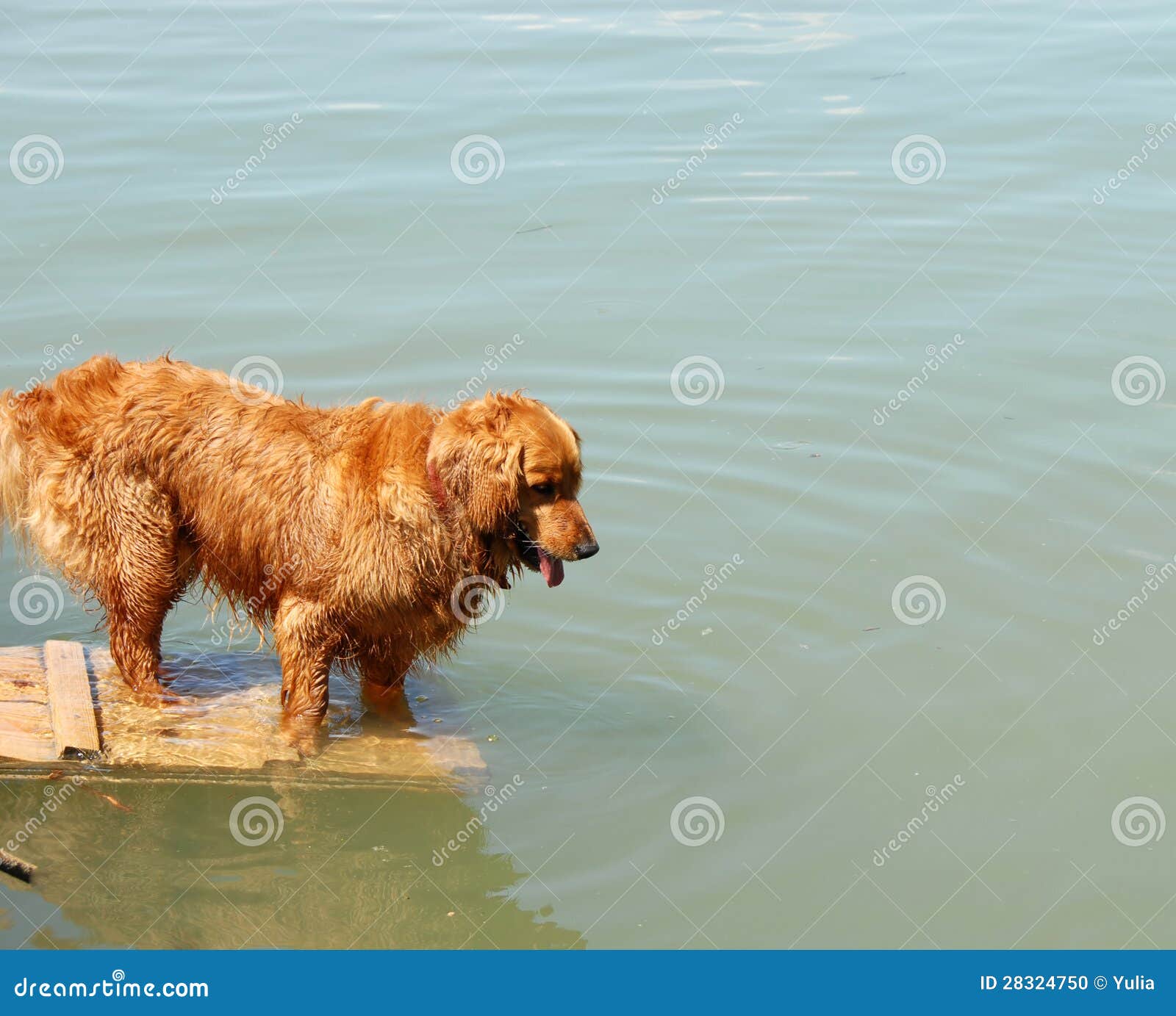 Golden retriever by water stock photo. Image of active - 28324750