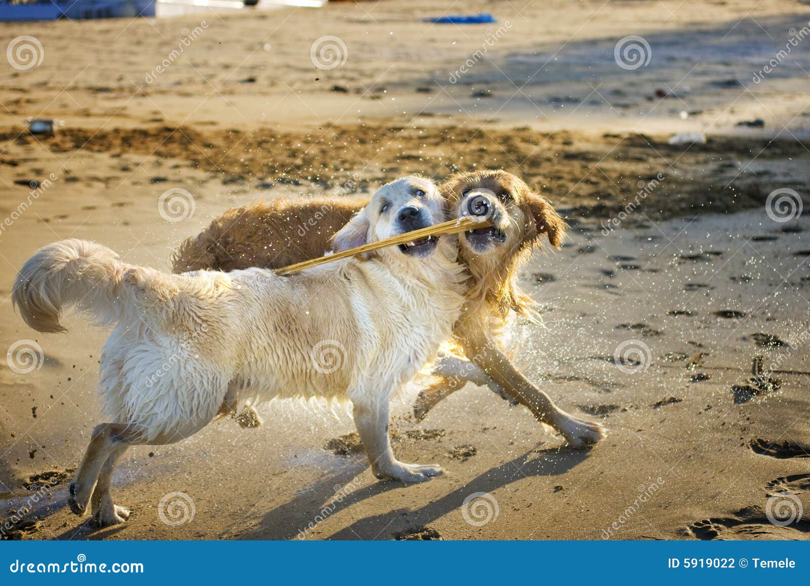 Golden Retriever in the Water Stock Photo - Image of wooden, long: 5919022