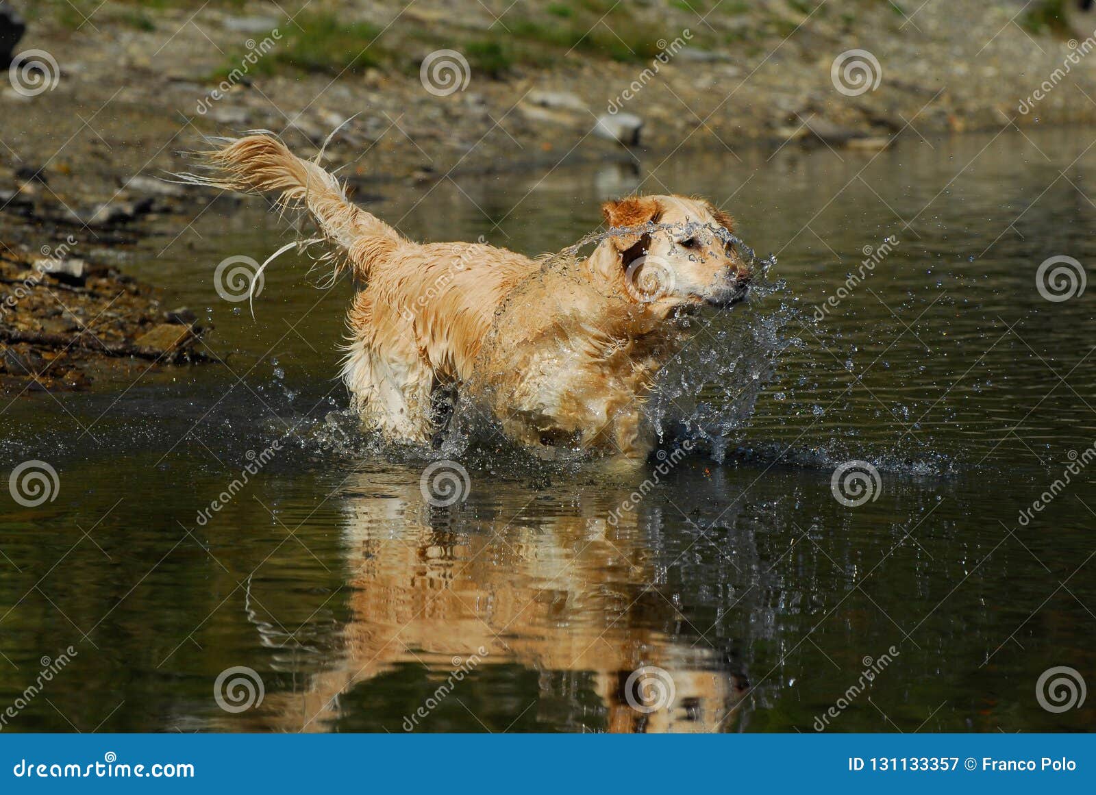 Golden Retriever in Water with Reflection Stock Image - Image of water ...