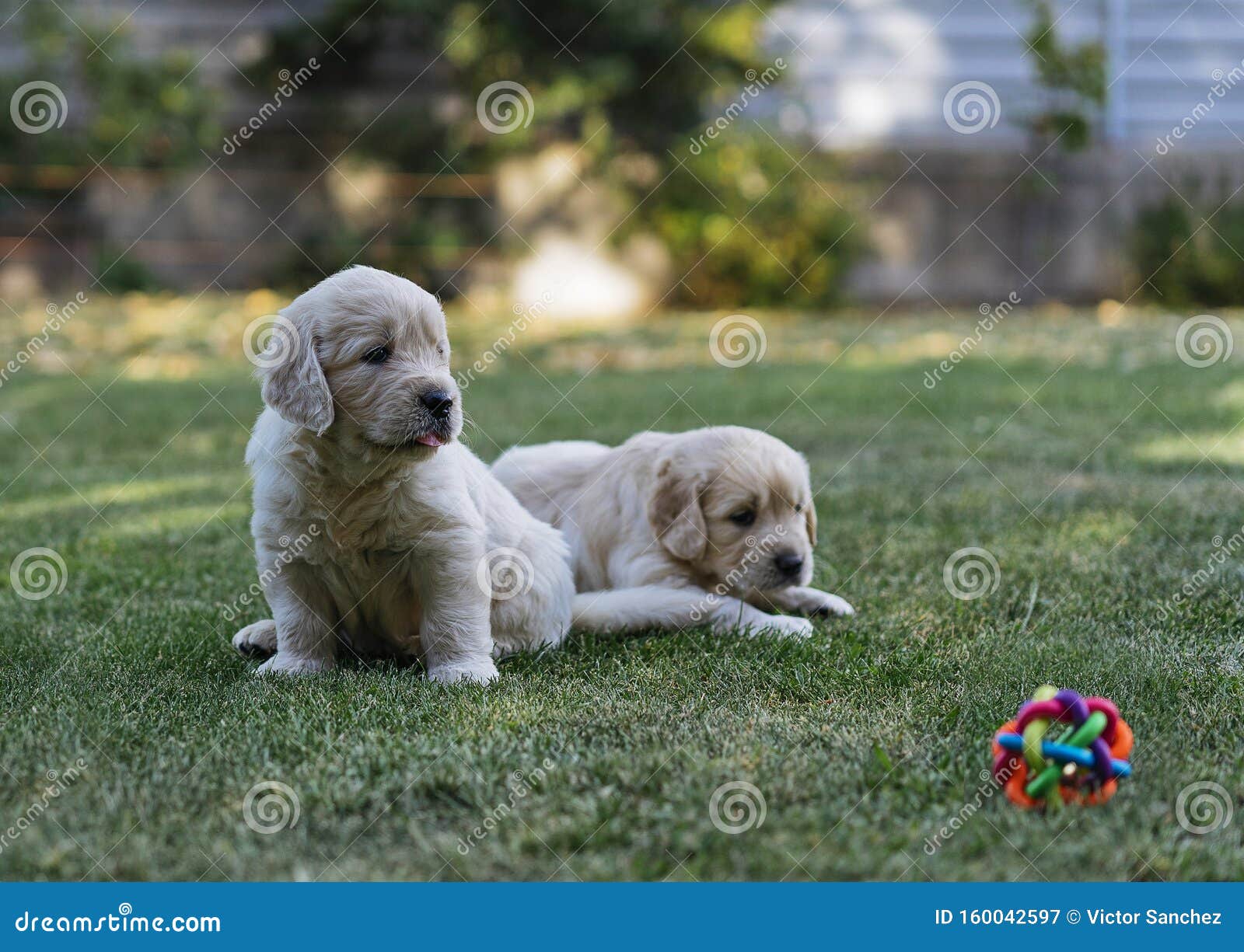 Golden Retriever Welpen Im Garten Stockbild - Bild von gefühl ...