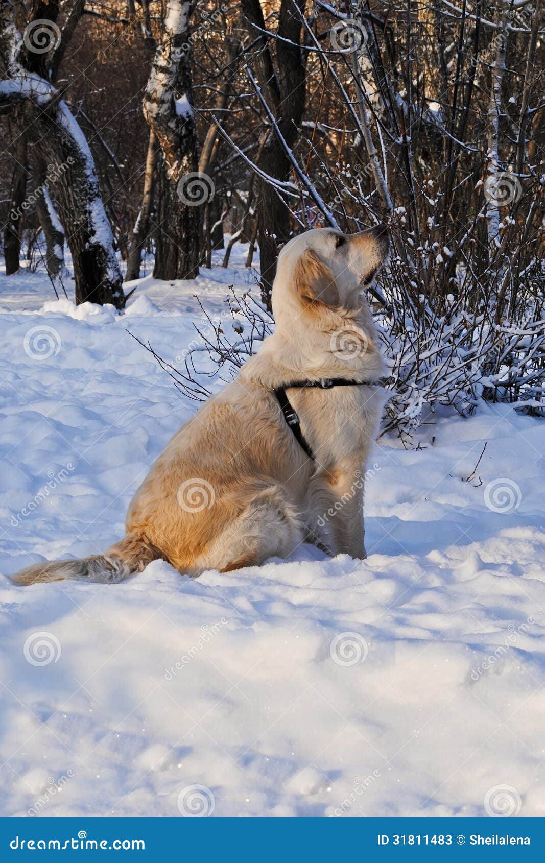 Golden Retriever in Winter Park Stock Image - Image of longhaired ...
