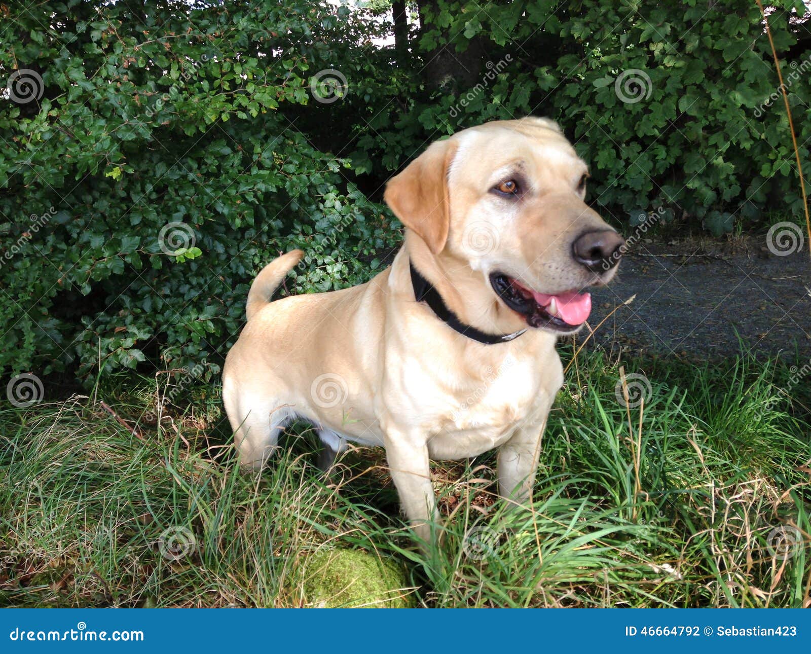 Golden labrador portrait stock photo. Image of mammal - 46664792