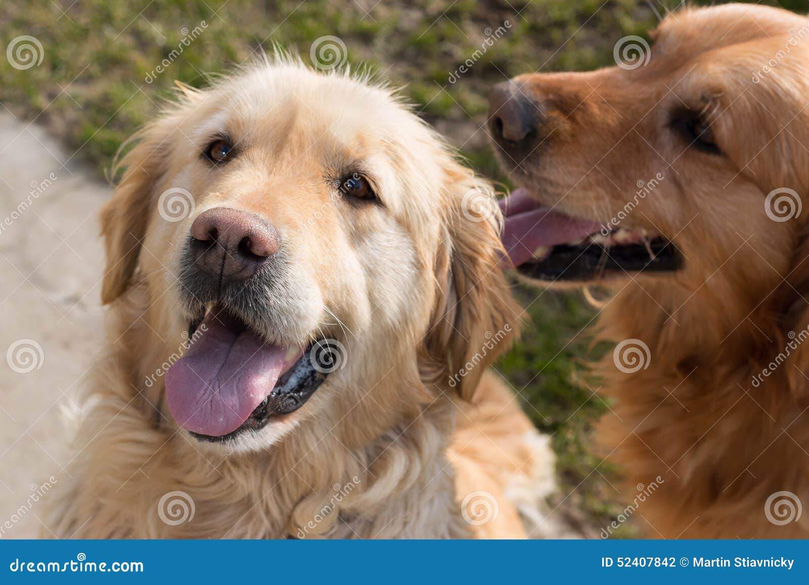 Two Golden Retrievers And Beagle Dogs Get To Know Each Other, Sniff ...