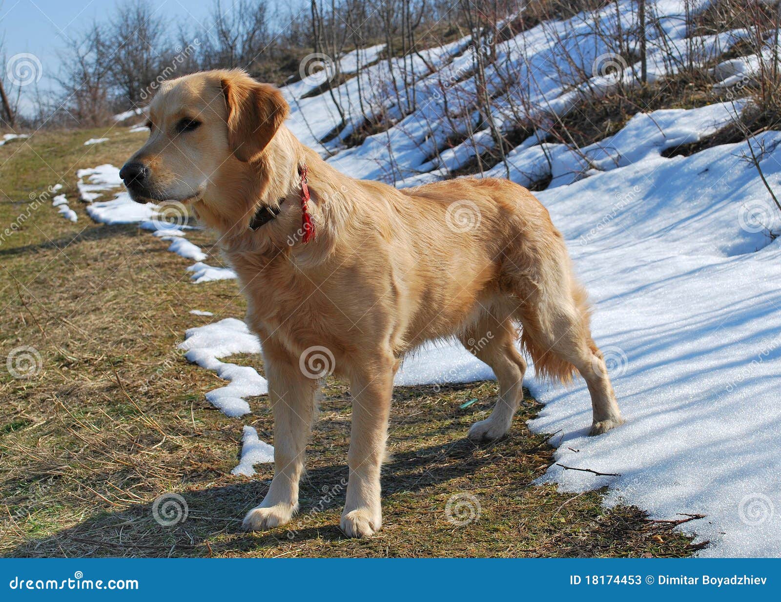 Golden retriver stock image. Image of portrait, nose - 18174453