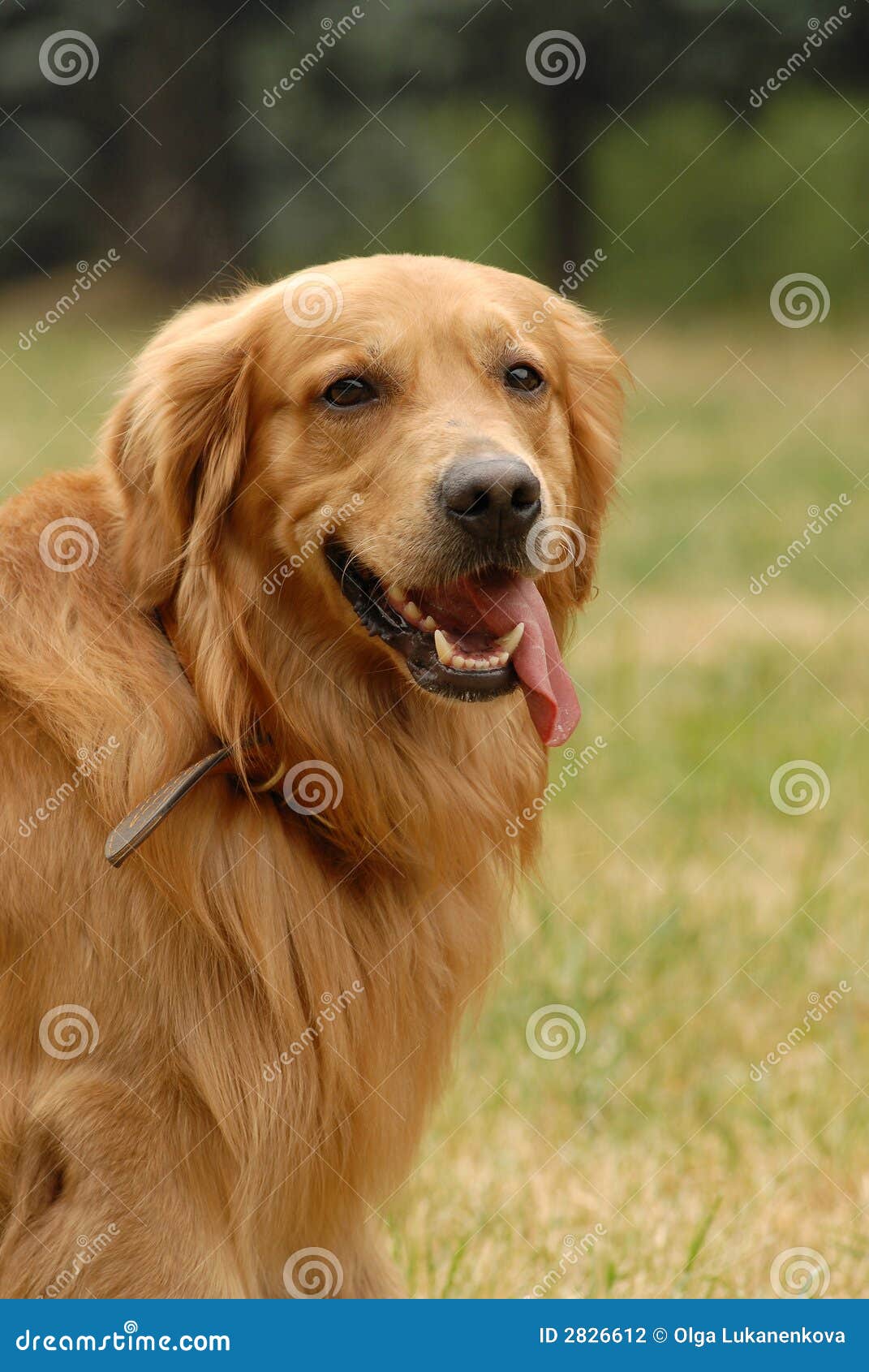 Golden retriver stock photo. Image of domestic, brown - 2826612