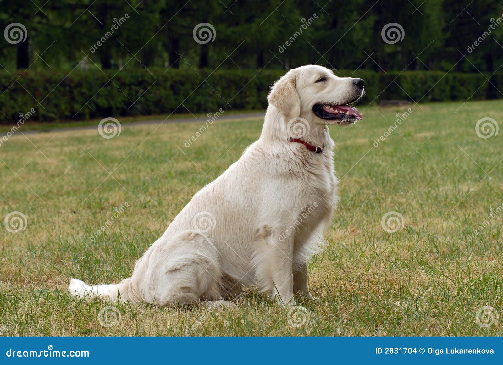 Golden Retriver stock photo. Image of health, happy, canines - 2831704