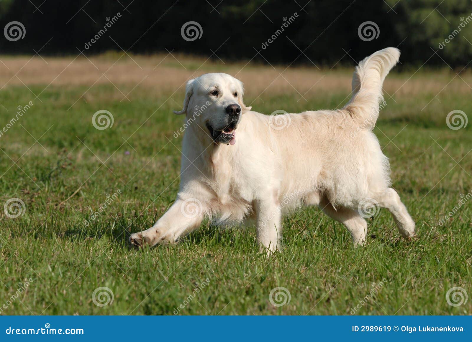 Golden retriver stock image. Image of groom, domestic - 2989619