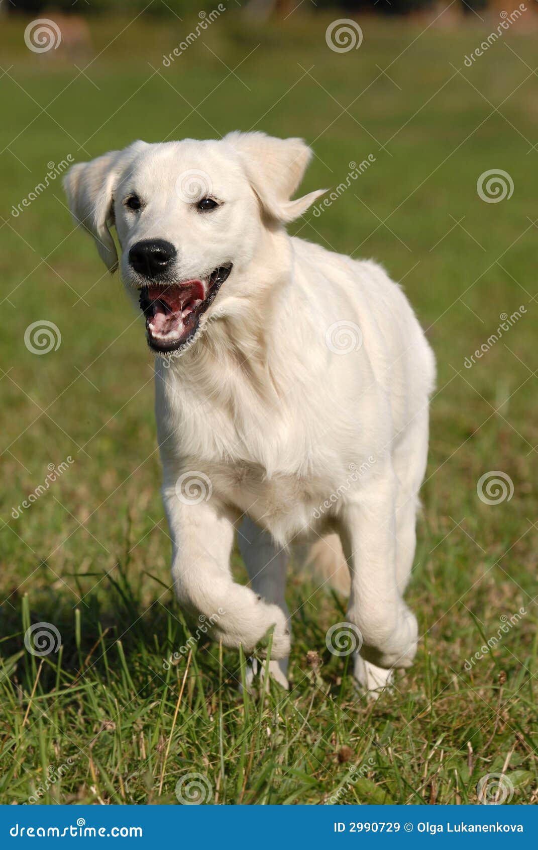 Golden retriver stock image. Image of creme, animals, blind - 2990729