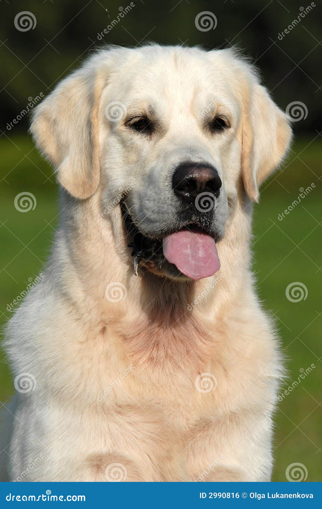 Golden retriver stock photo. Image of cute, canine, animals - 2990816