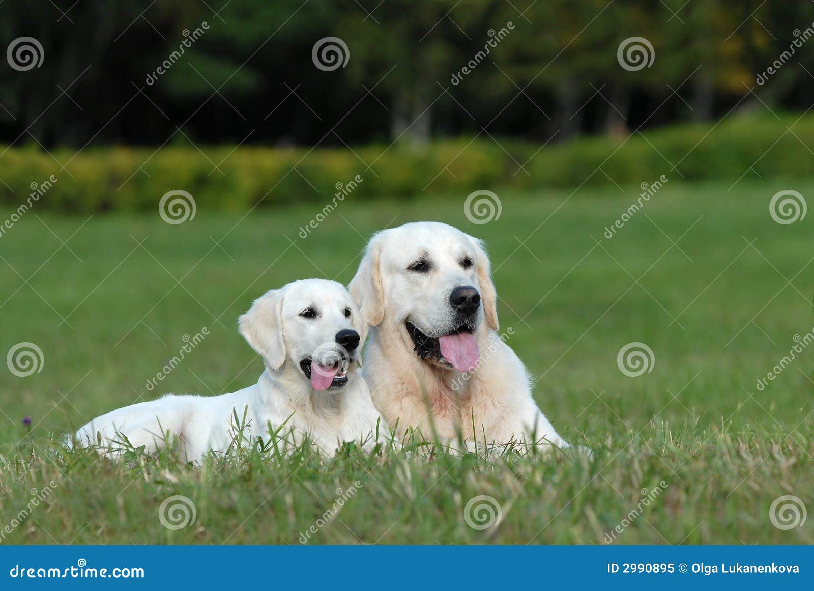 Golden retriver stock image. Image of blind, heads, doggies - 2990895