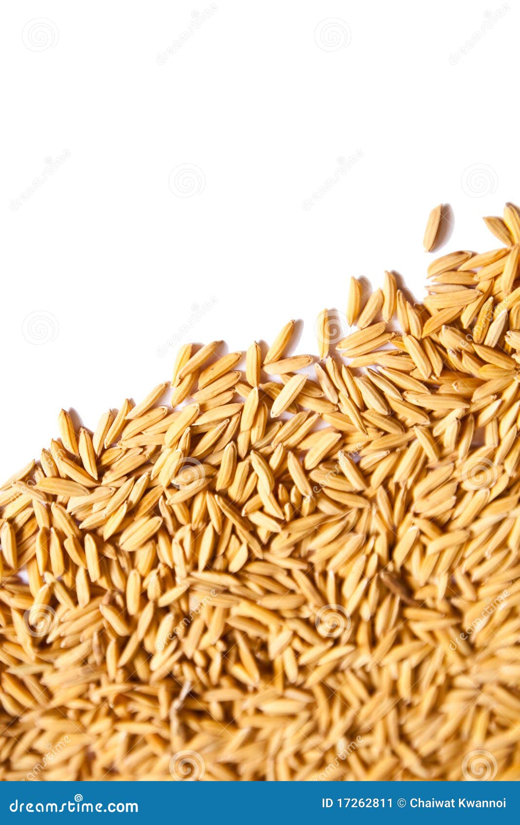 Golden Rice With Light Sky Background Stock Image | CartoonDealer.com ...