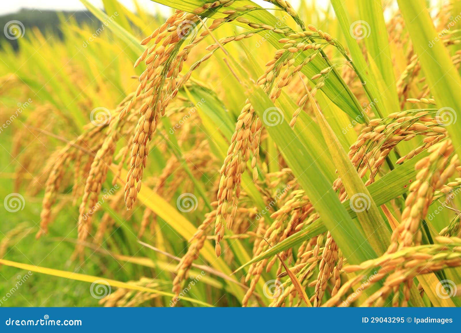 Golden rice in the farm stock image. Image of finance - 29043295